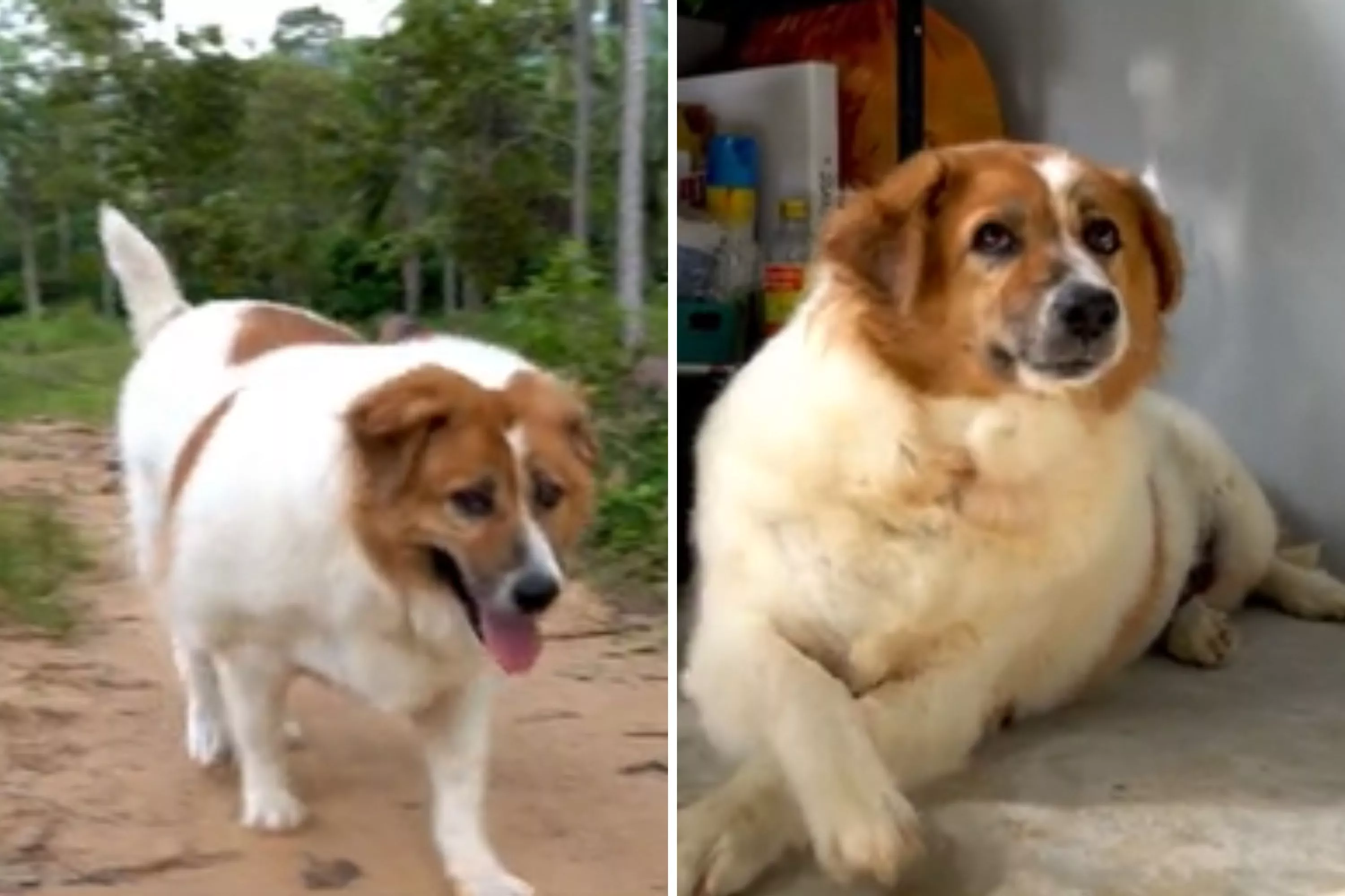 Fat Brown Dog