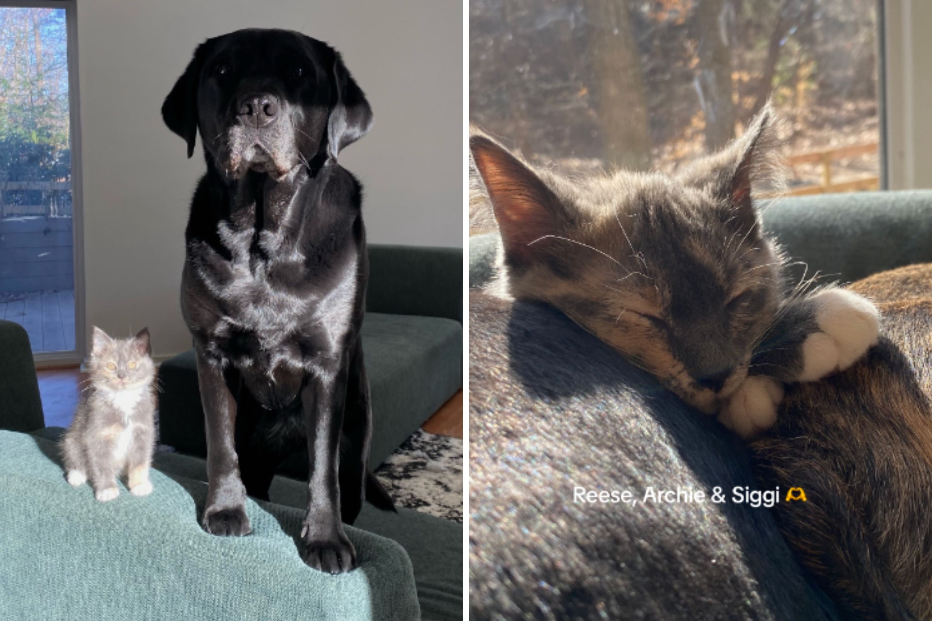 Kitten Falling in Love With Dog Siblings 'for Ever and Ever' Melts ...