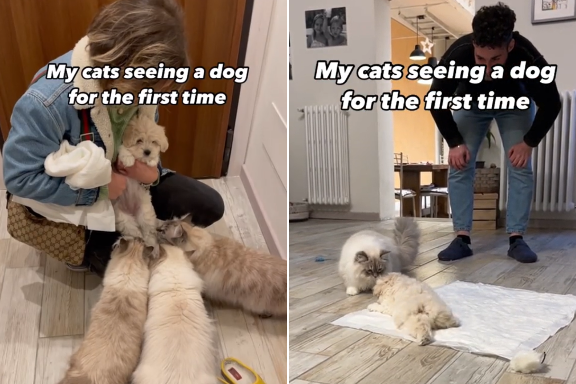 Cats Have Best Reaction First Time Meeting Puppy: 'Something Is ...