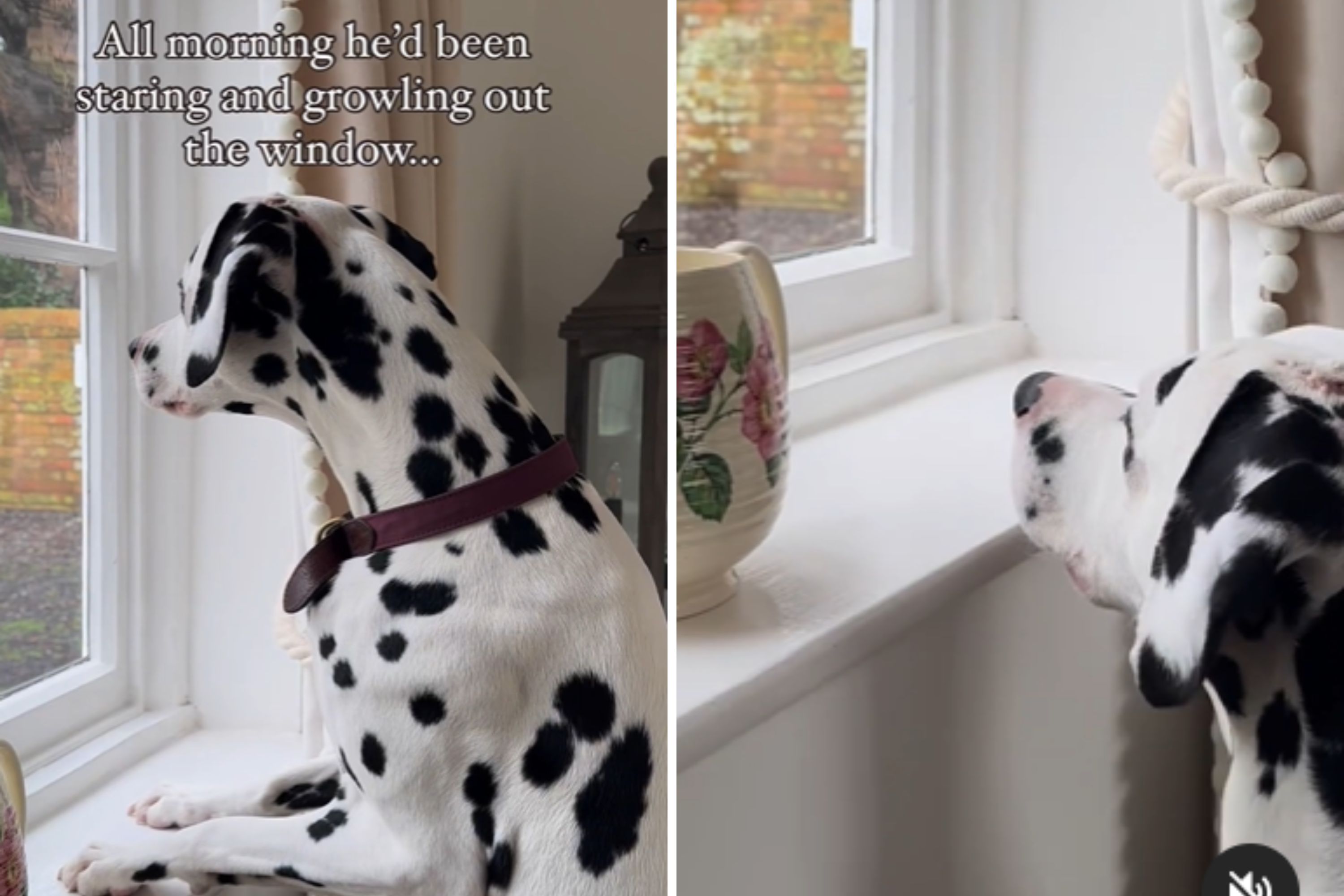 'Security Dog' on Alert All Morning, Then Owners Realize What He Could ...