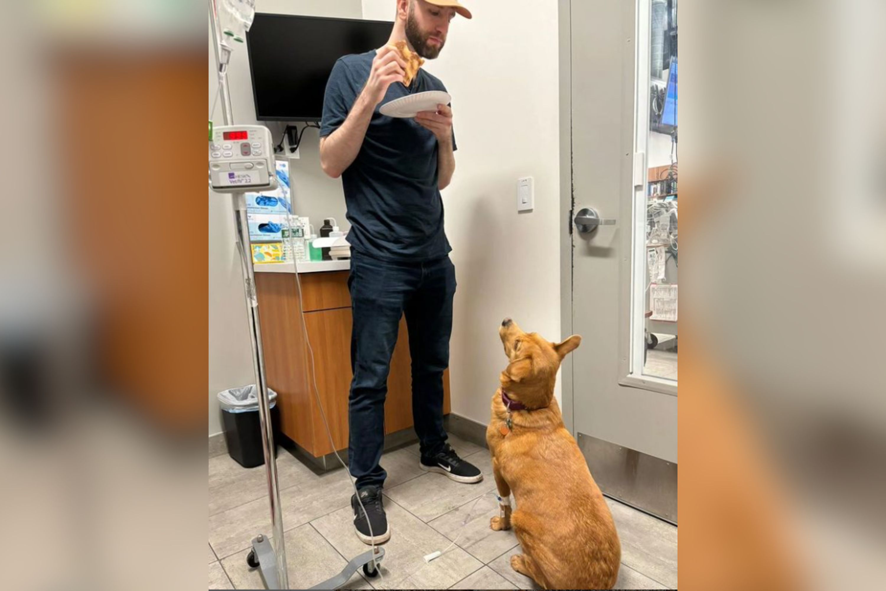 Dog Wakes Up From Anesthesia, Does the Unthinkable 20 Minutes Later ...