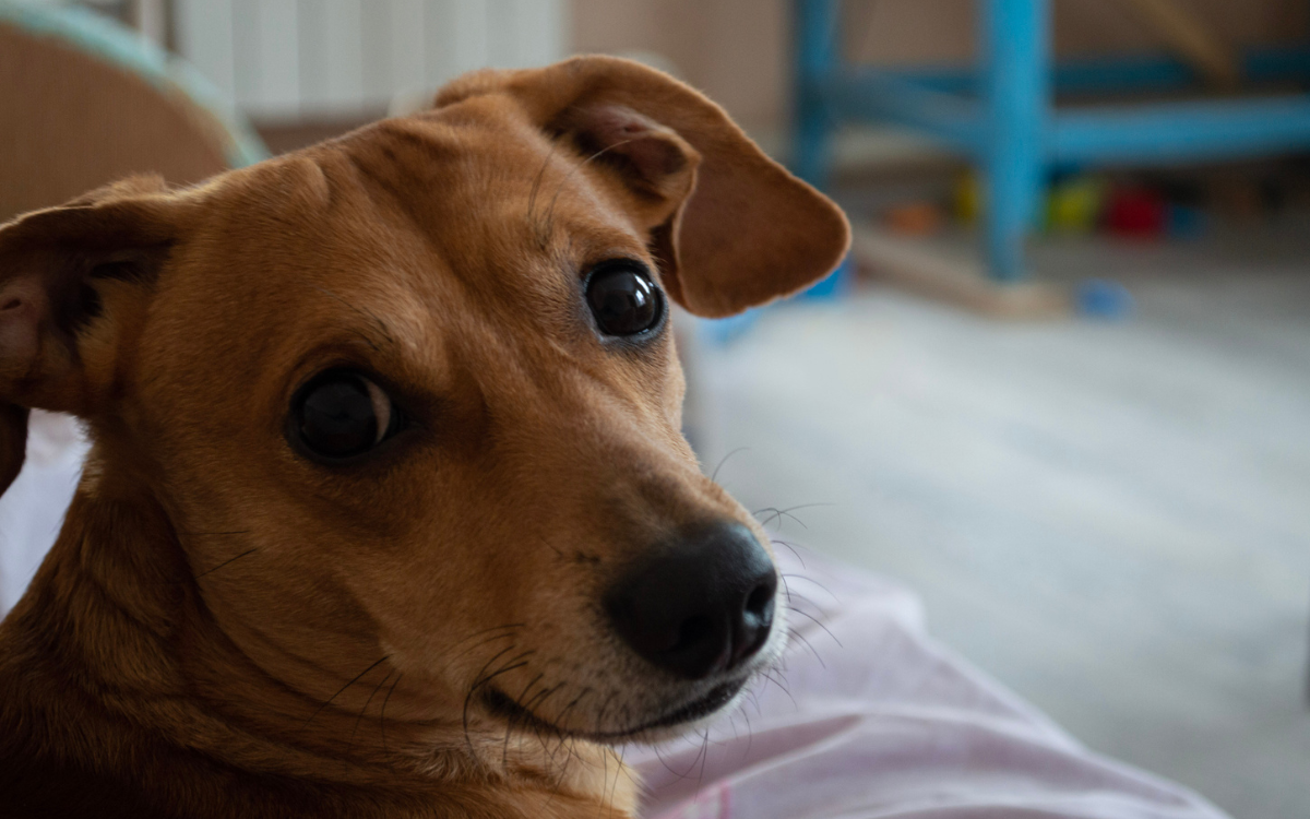 Laughter at Dachshund's 'Deflated' Reaction When Owner Stops Petting ...