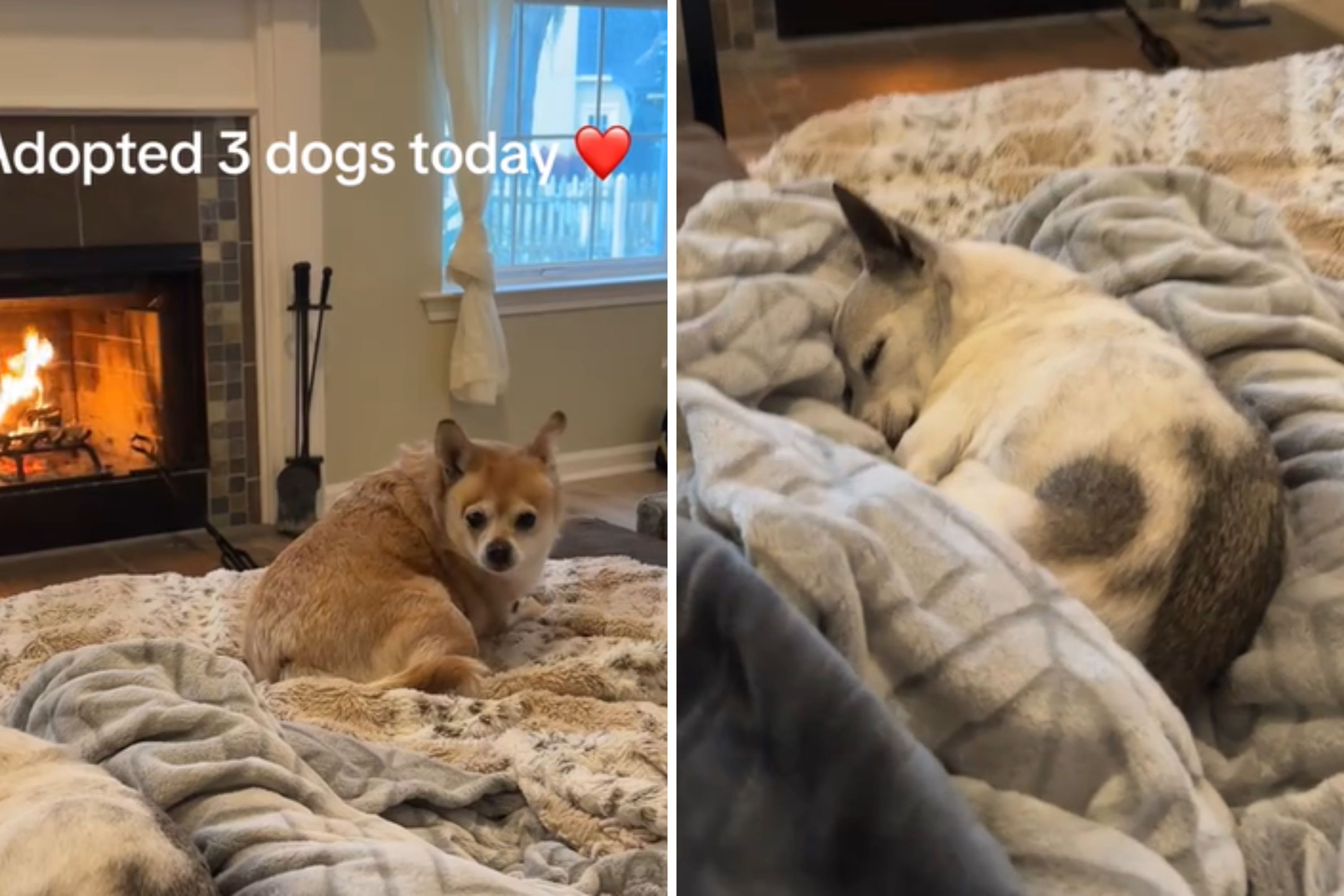Couple Adopt Three Senior Rescue Dogs on the Same Day: 'Welcome Home ...