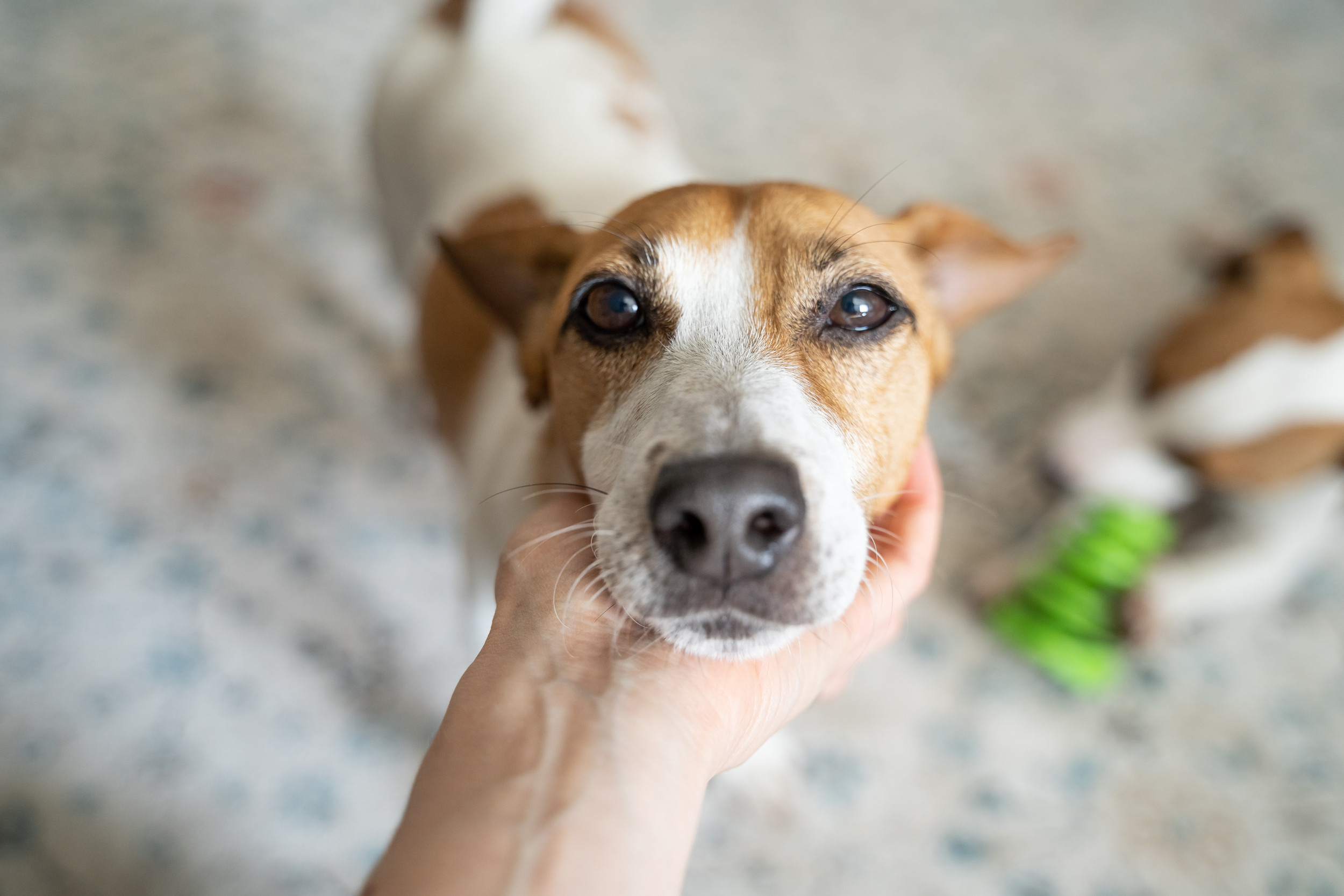 One Simple Behavior Could Reveal If Your Dog Truly Loves You - Newsweek