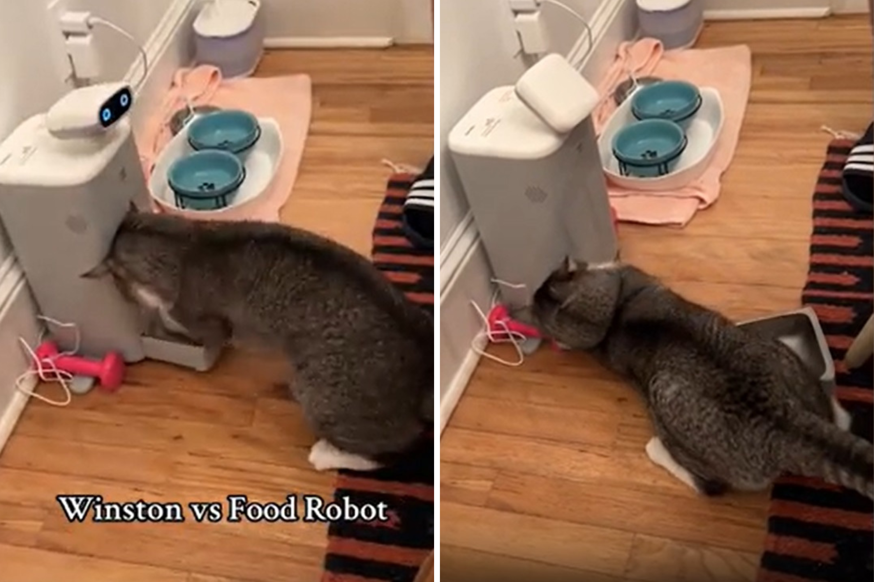 Rescue Cat Who Will 'Do Anything for Food' Attacks Robot, Wins - Newsweek