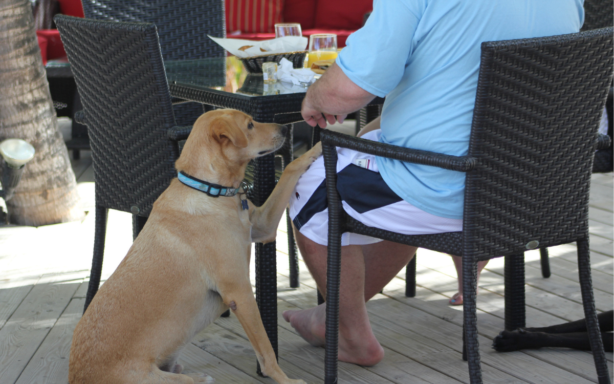 Watch 'Most Polite Dog' Do Exact Same Thing Every Time Owners Are ...