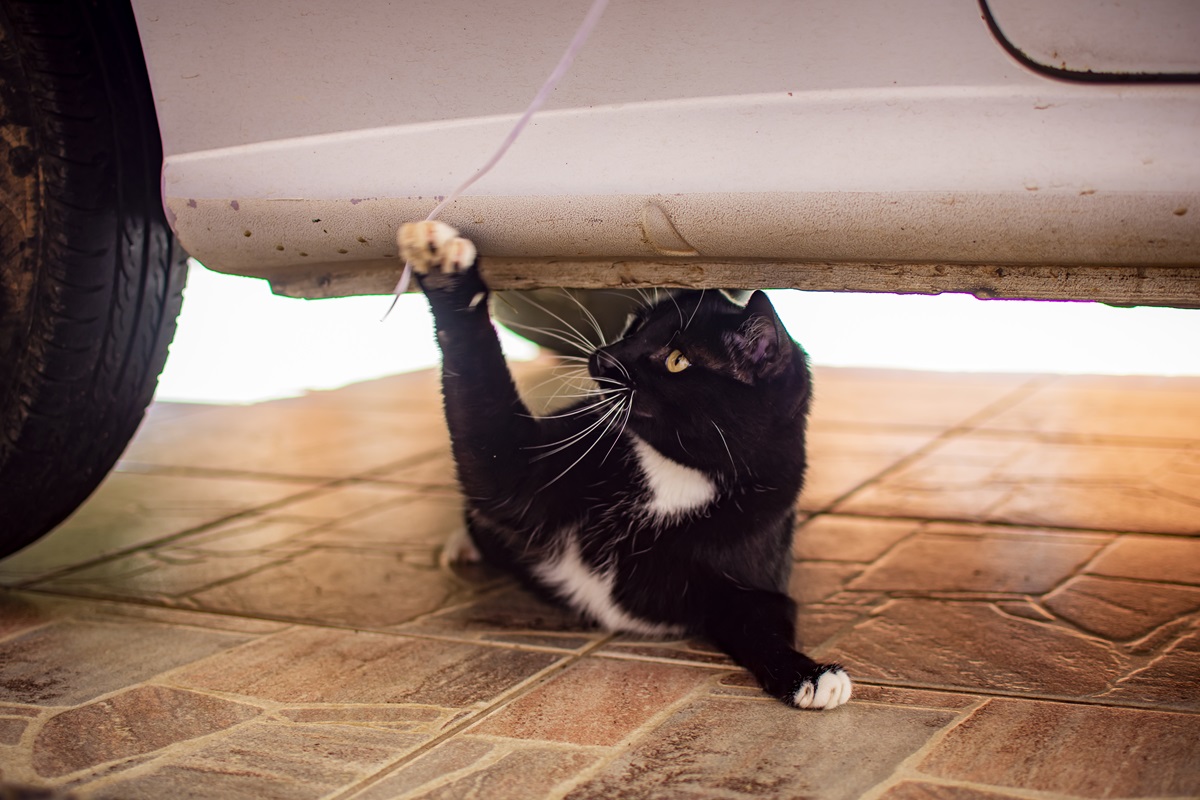 Laughter as Dramatic Cat Thinks It's Been Hit by Car: 'Deserves an ...