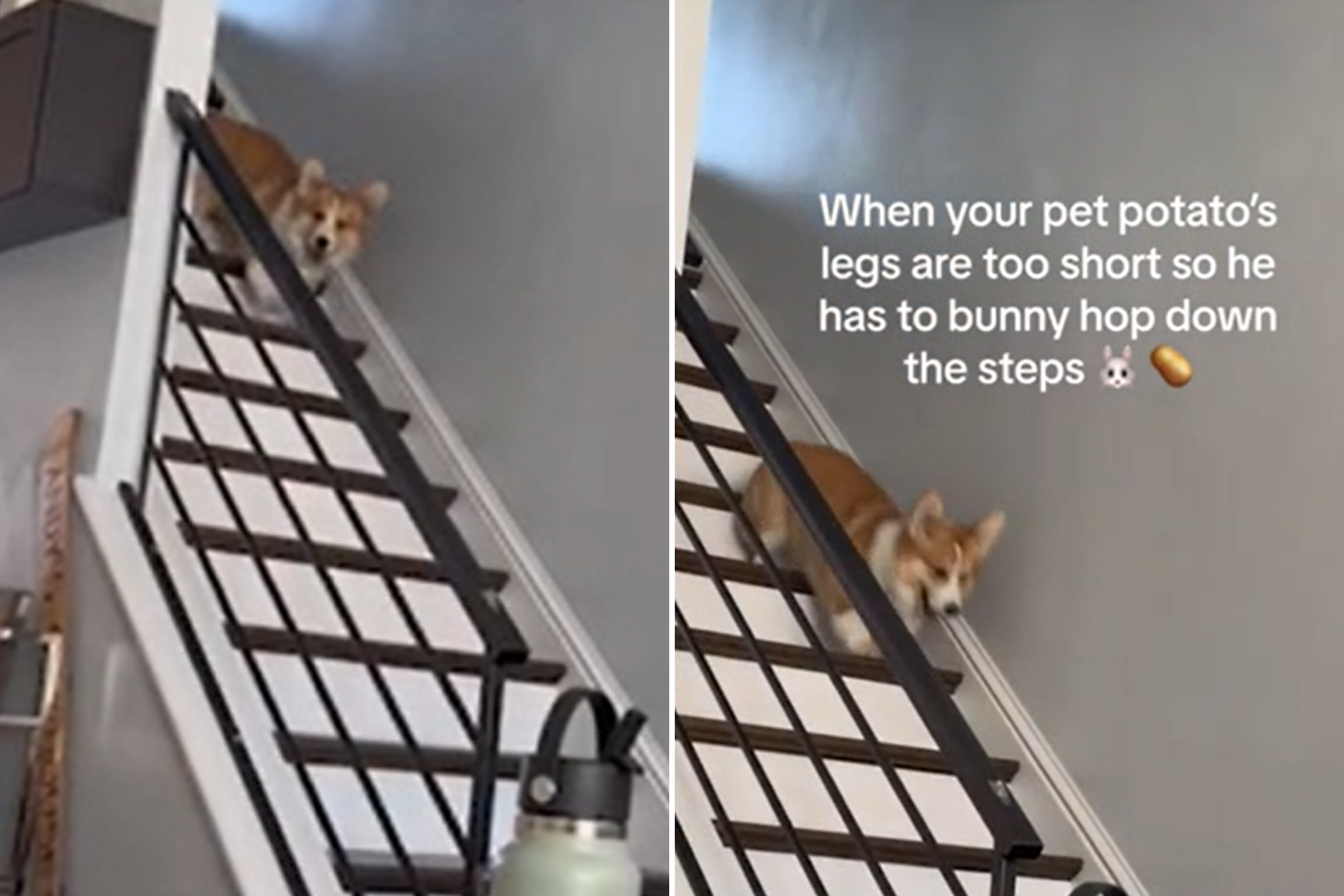 Corgi Hopping