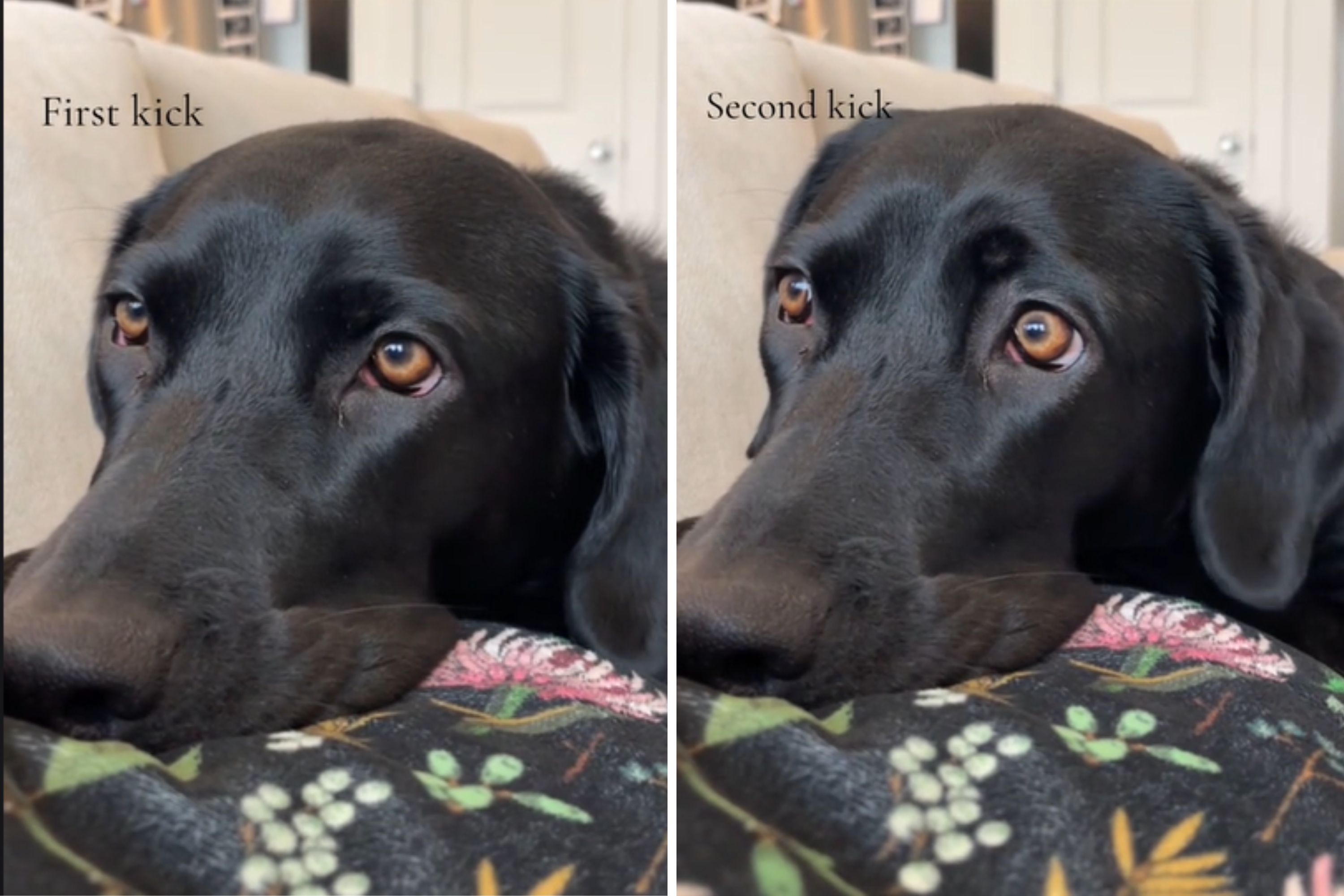 Mom-To-Be Captures the Moment Labrador Realizes There's a Baby in Her ...