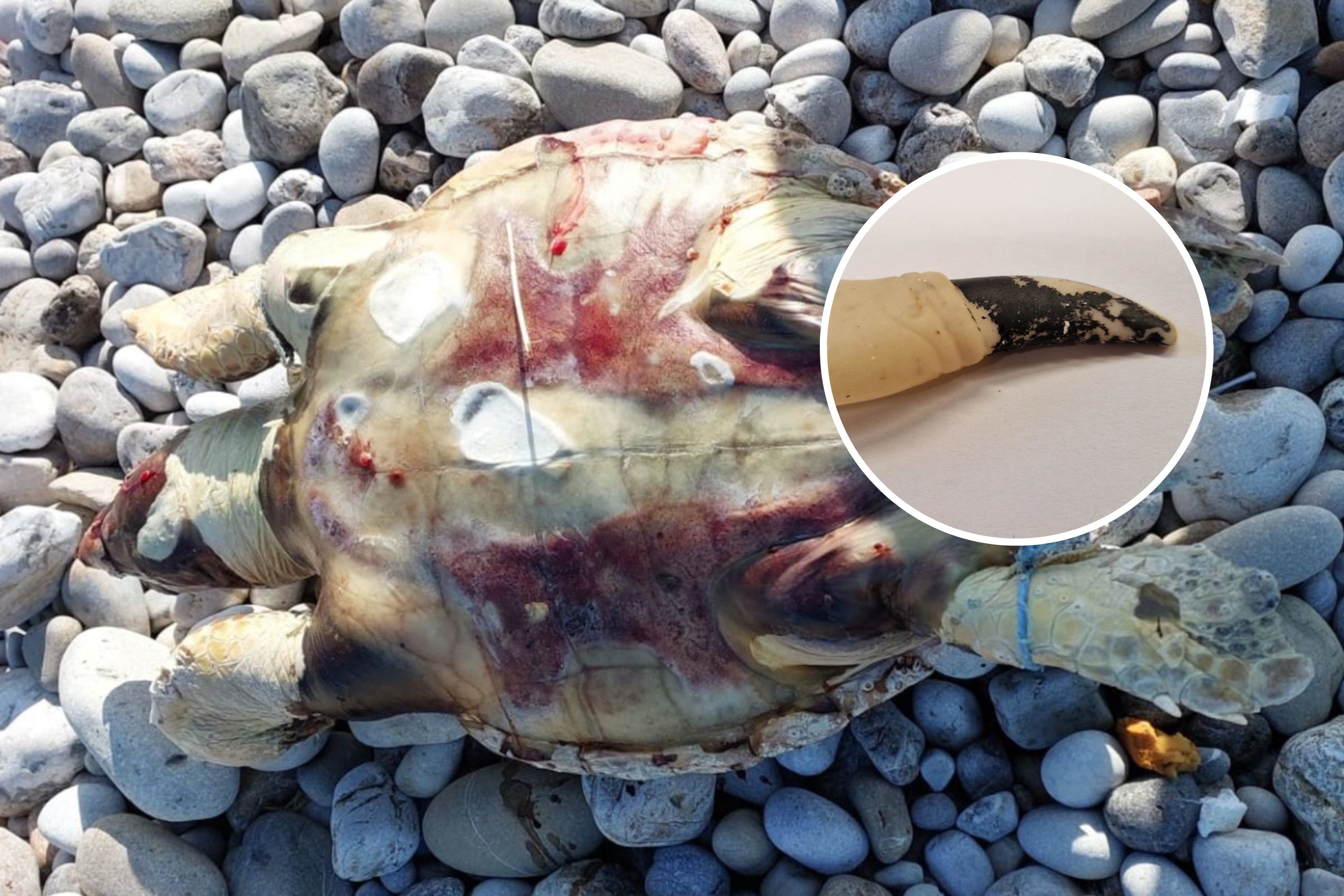 Halloween 'Witch's Finger' Found in Turtle's Gut - Newsweek