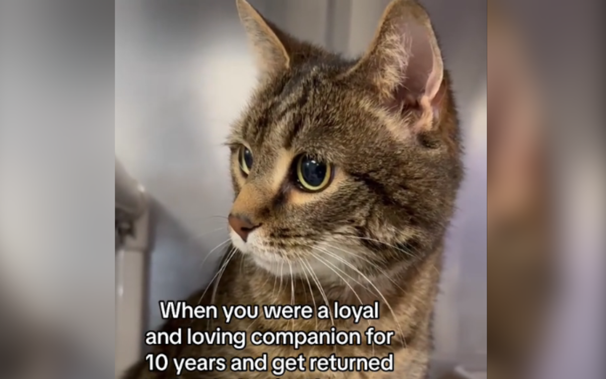 Shock Over Reason 'Loyal and Loving' Cat of 10 Years Surrendered to ...
