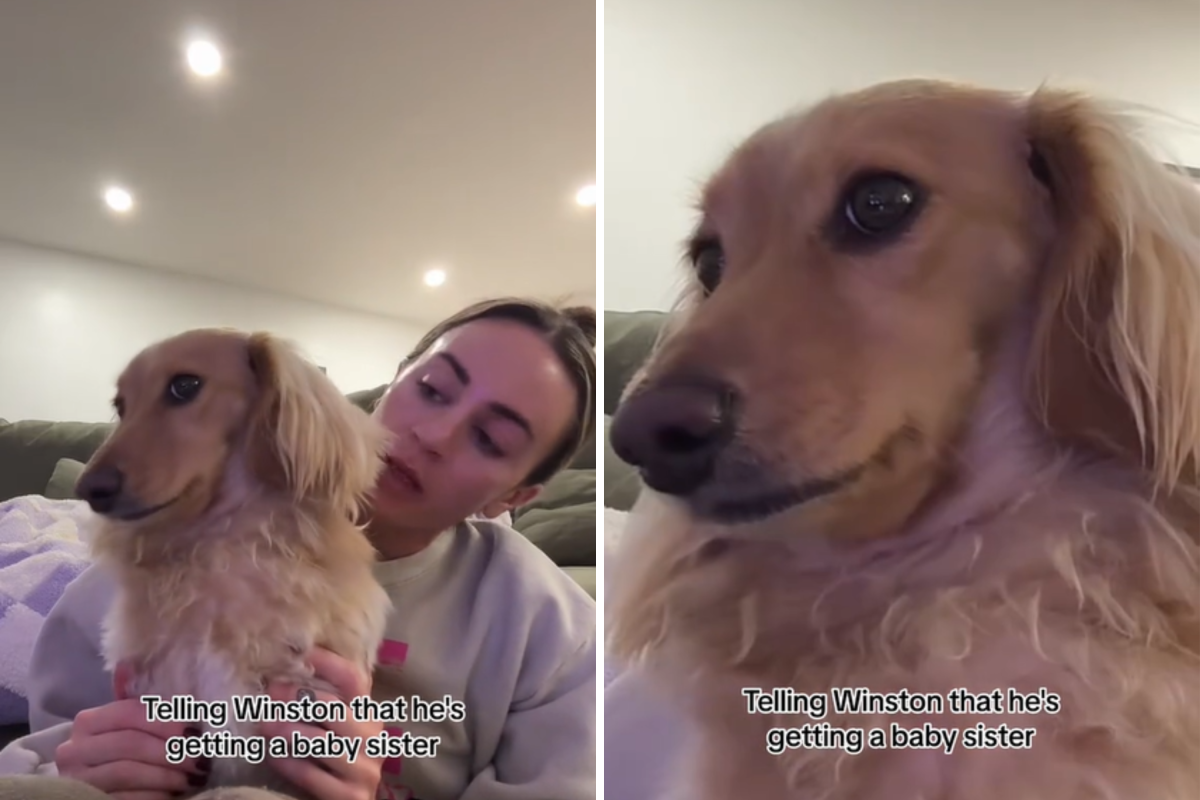 Laughter As Owner Tells Dog He's Getting A New Sister: 'The Gulp ... Laughter As Owner Tells Dog He's Getting A New Sister: 'The Gulp ...