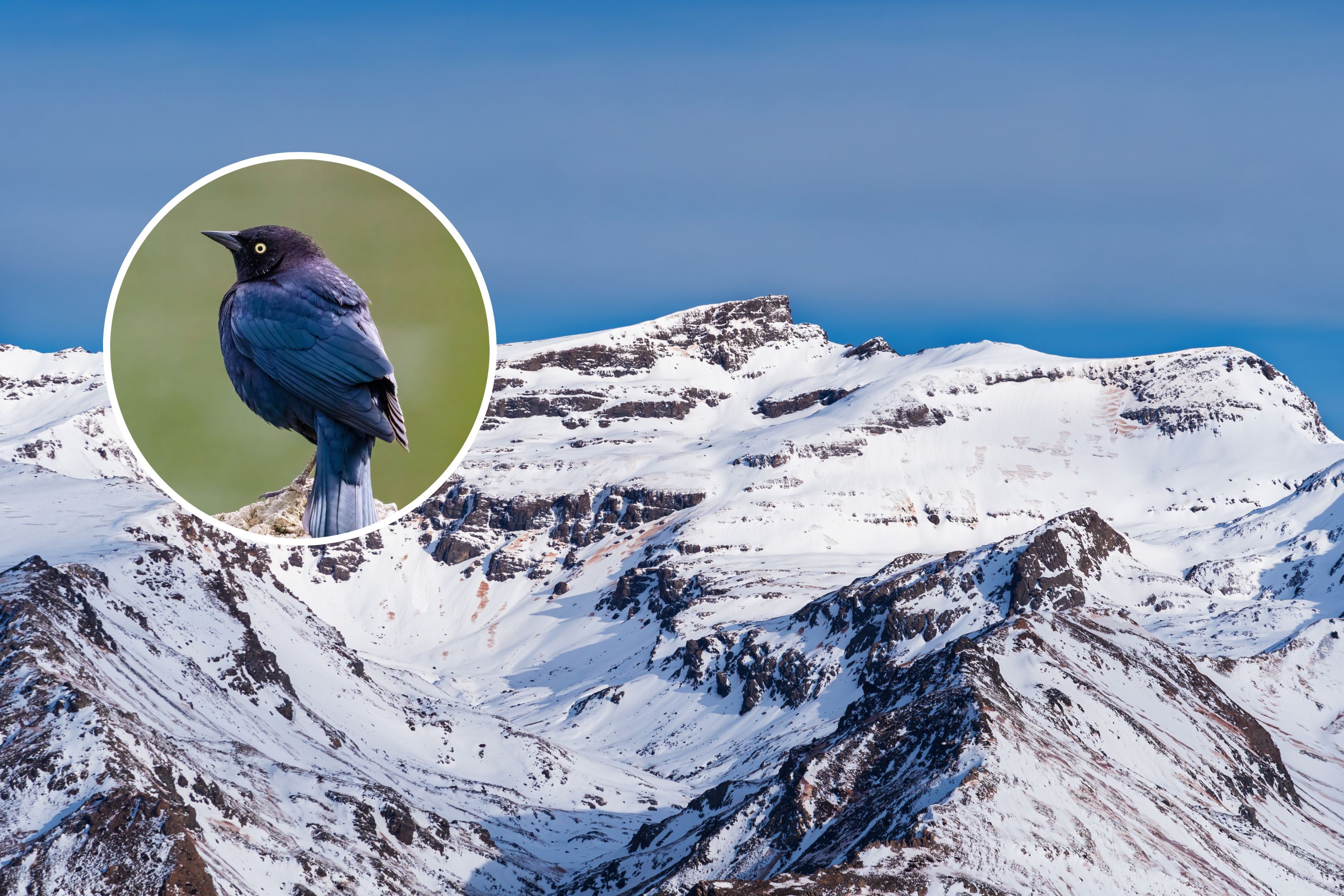 California Snow Changes May Lead to ‘Starved Predators’ – Green Reporter