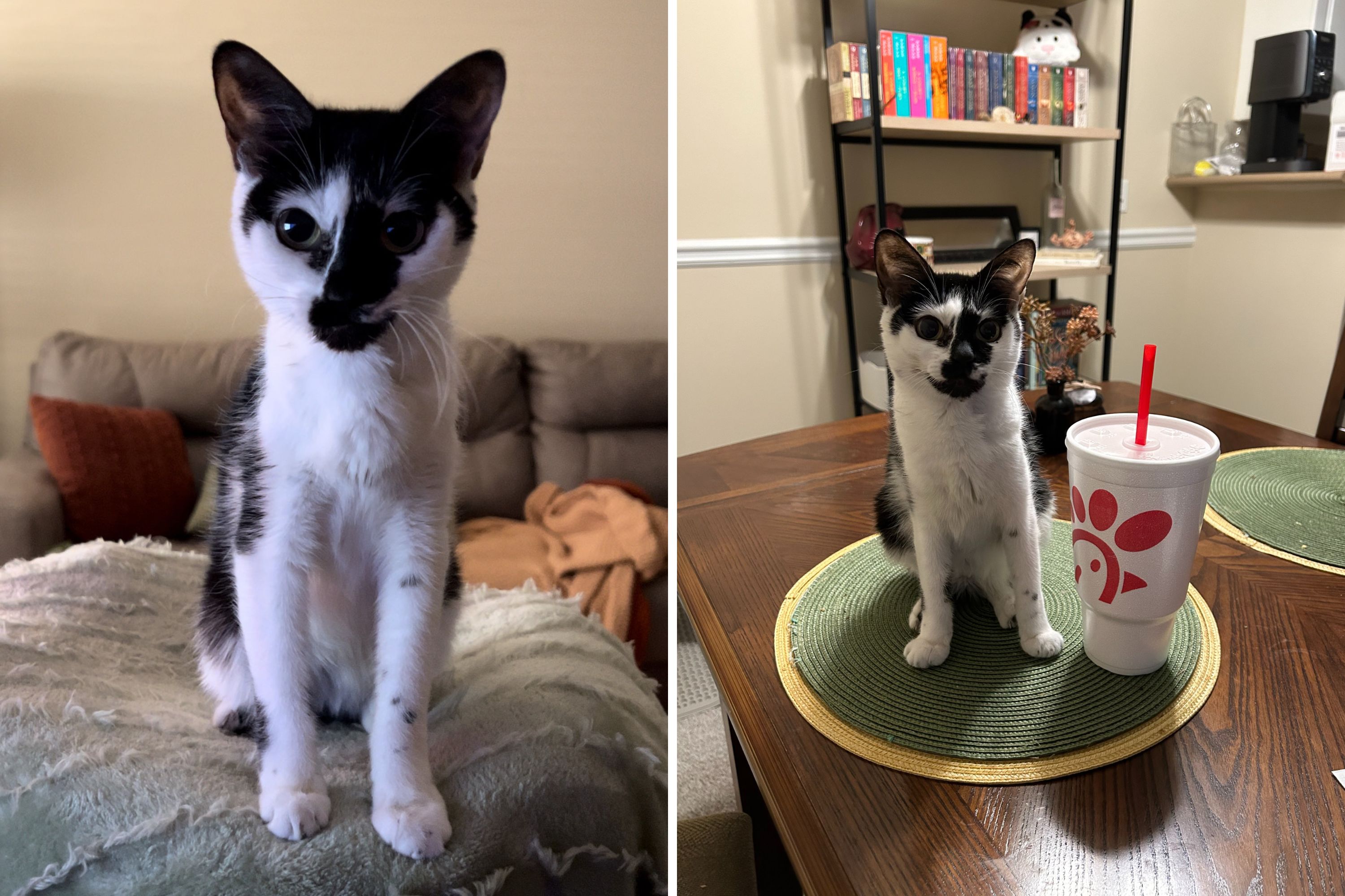 Owner With Cat Given 1 Week To Live Wakes Up to Shocking Scene - Newsweek