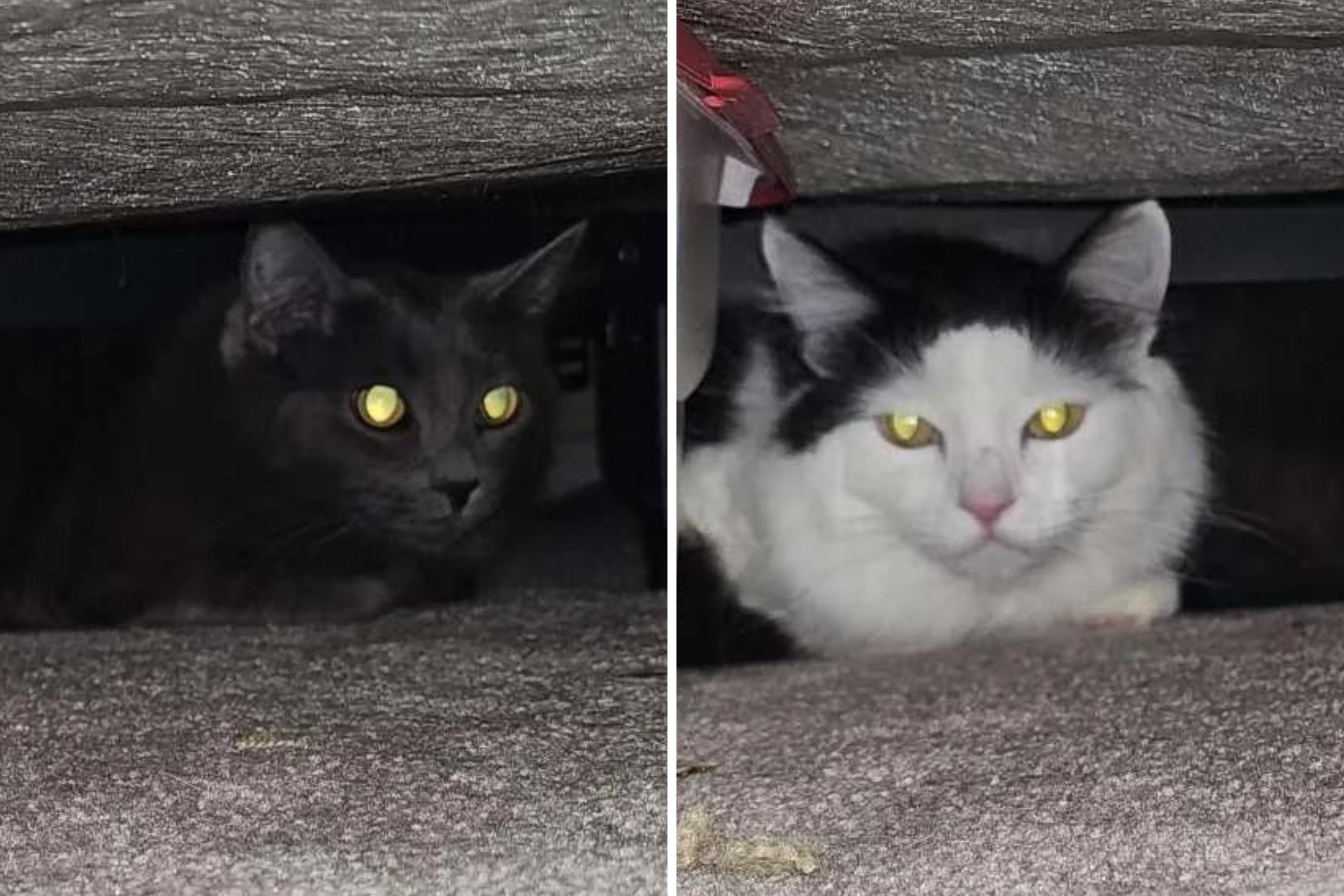 Awkward Cat And Owner