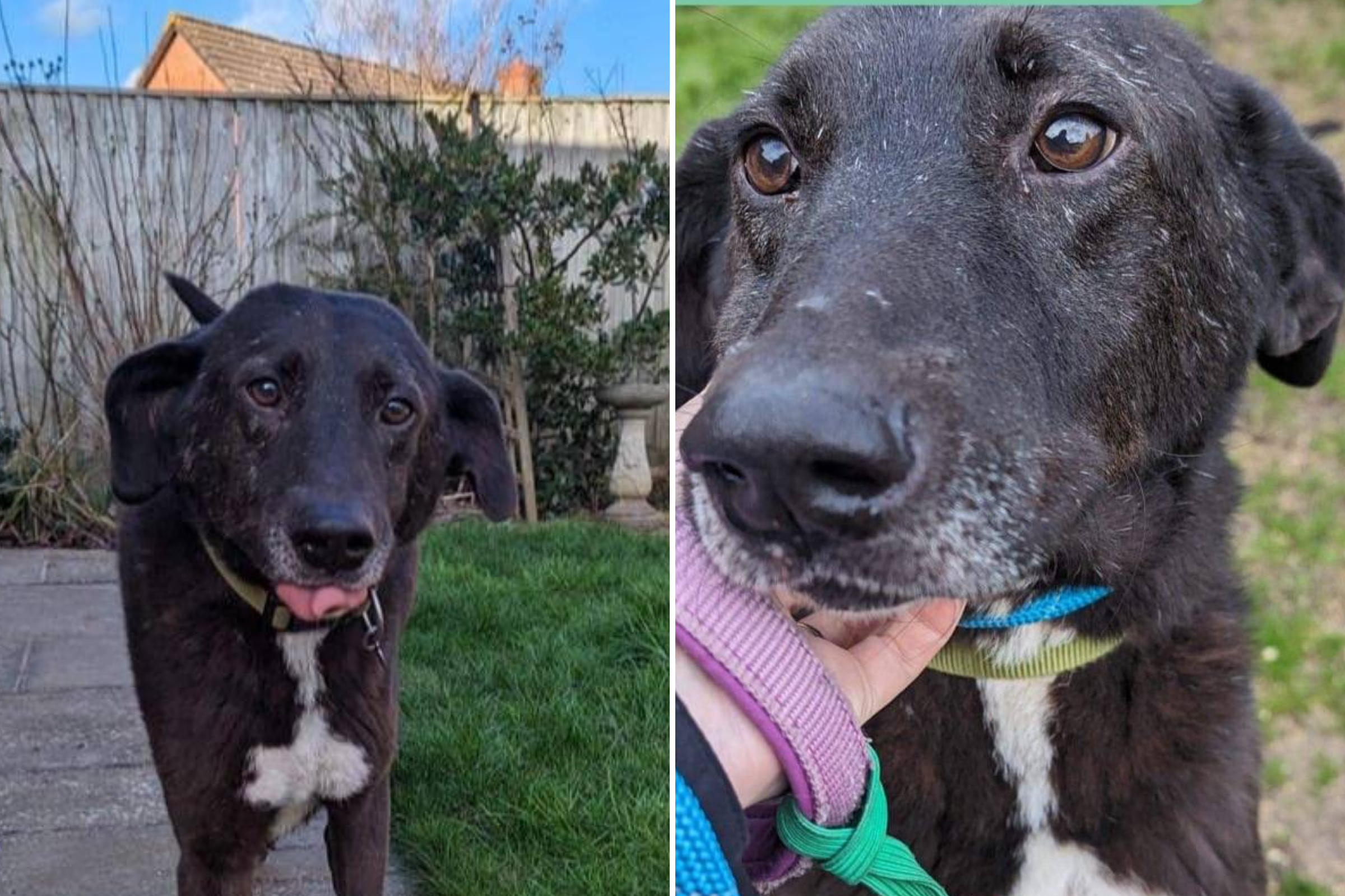 Shelter Dog's Heartbreak After Spending 9 Years Waiting for Forever ...