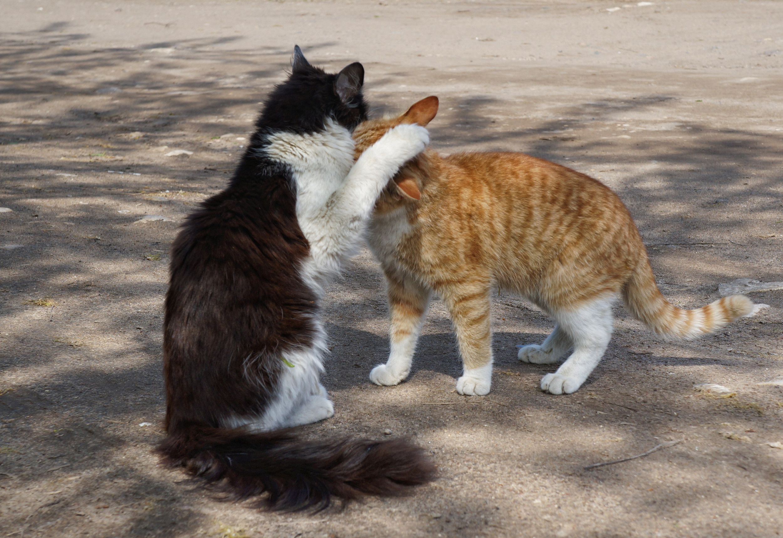 Cat Can't Feel Its Tail Anymore After Accident, So Brother Steps In ...