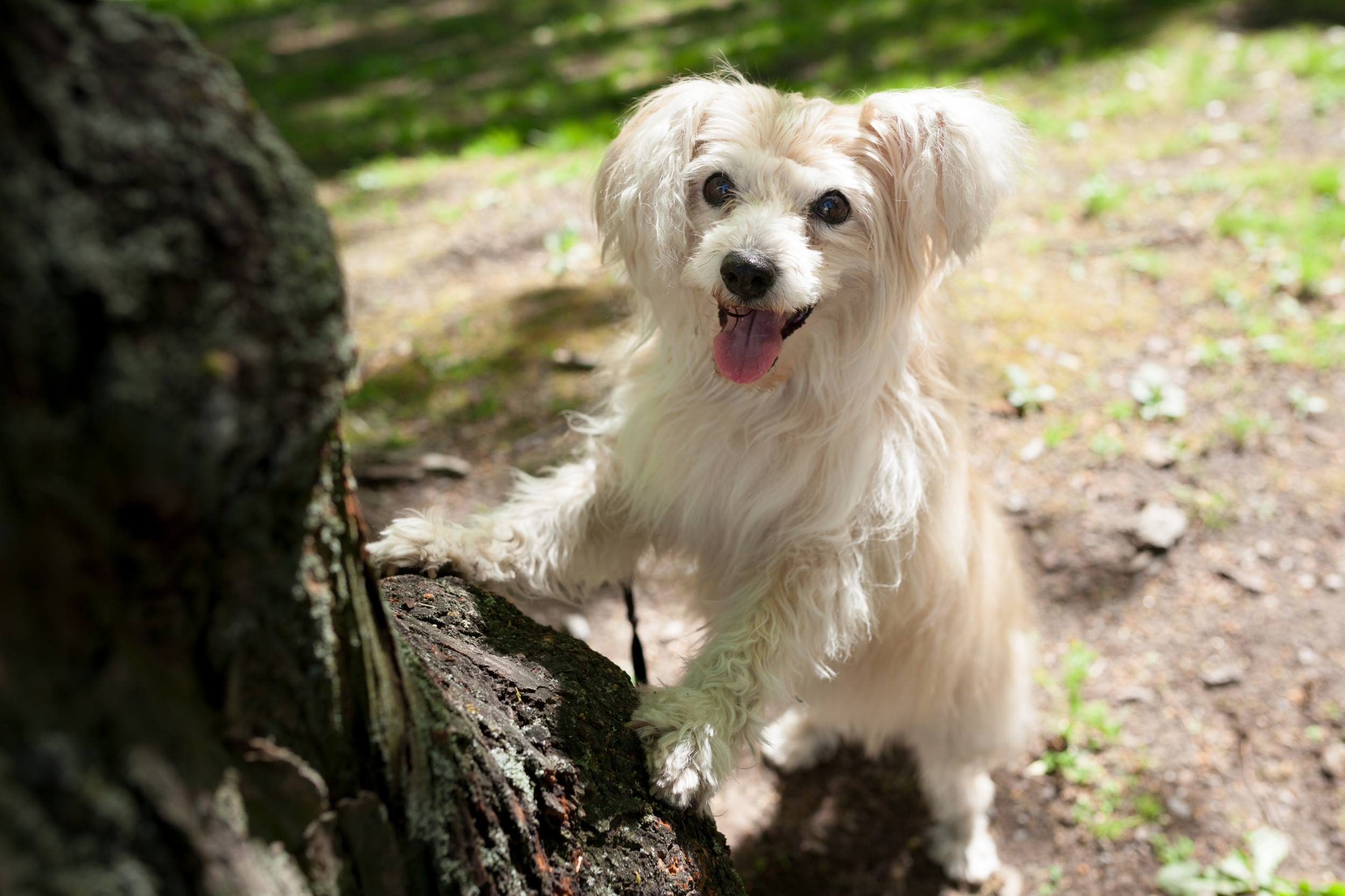 Woman Unprepared for What Happens After Adopting 'Menace' Hospice Dog ...