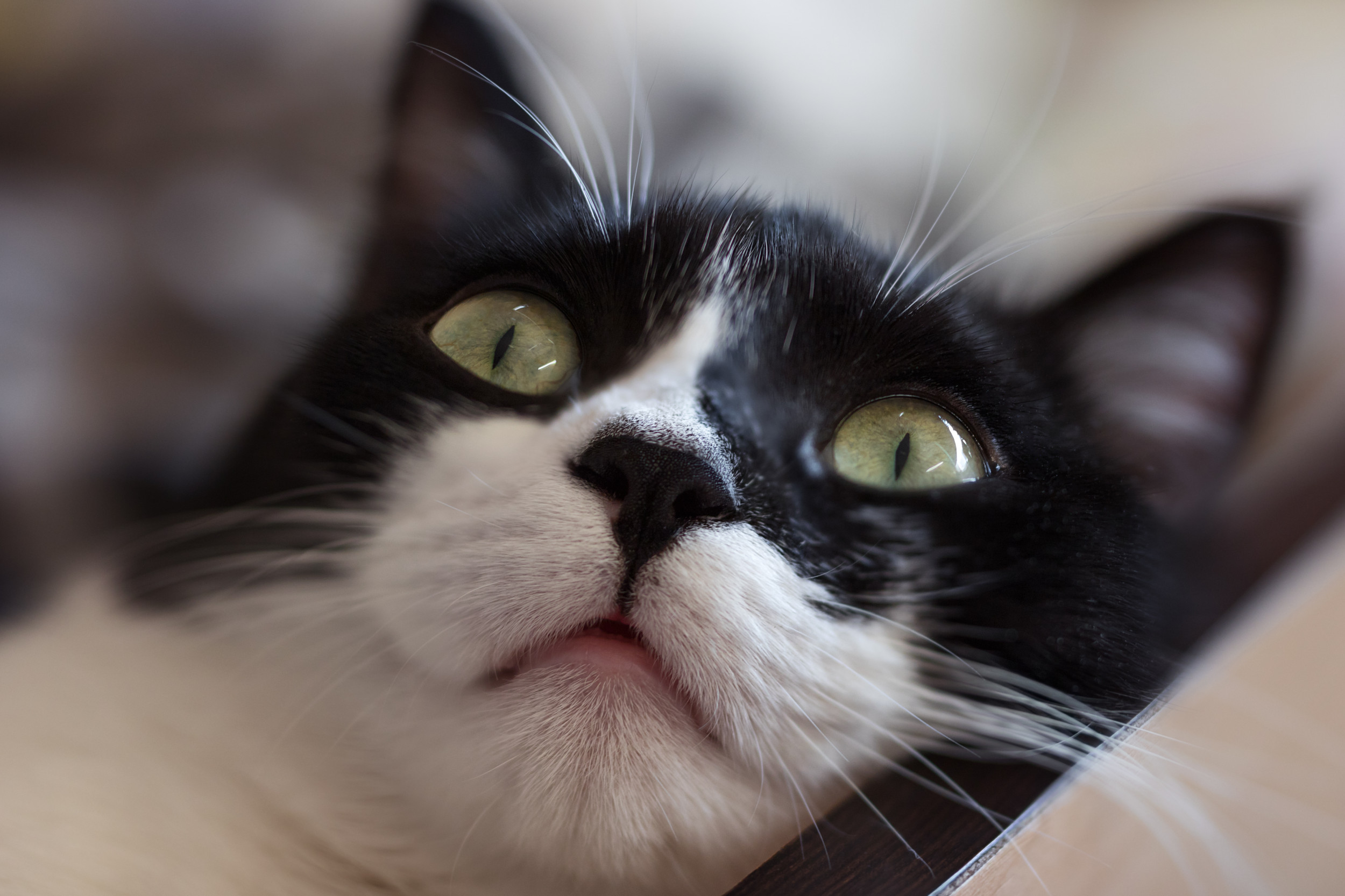 Owner Baffled How Cat Smells 'Heavenly' When This is What She Does All ...