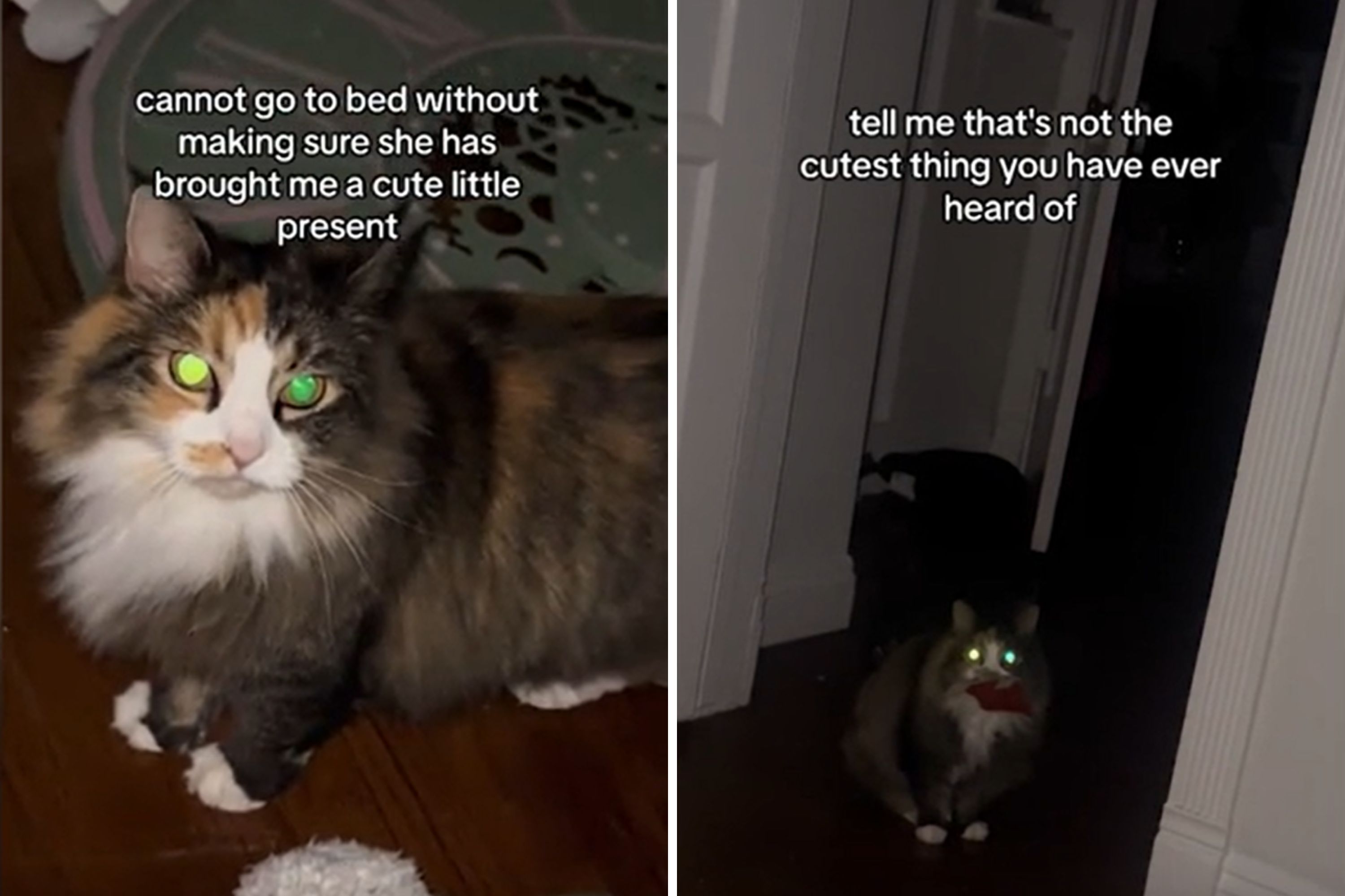 Woman Compares Cat to Her Ex-Boyfriends—You Can Guess the Winner - Newsweek