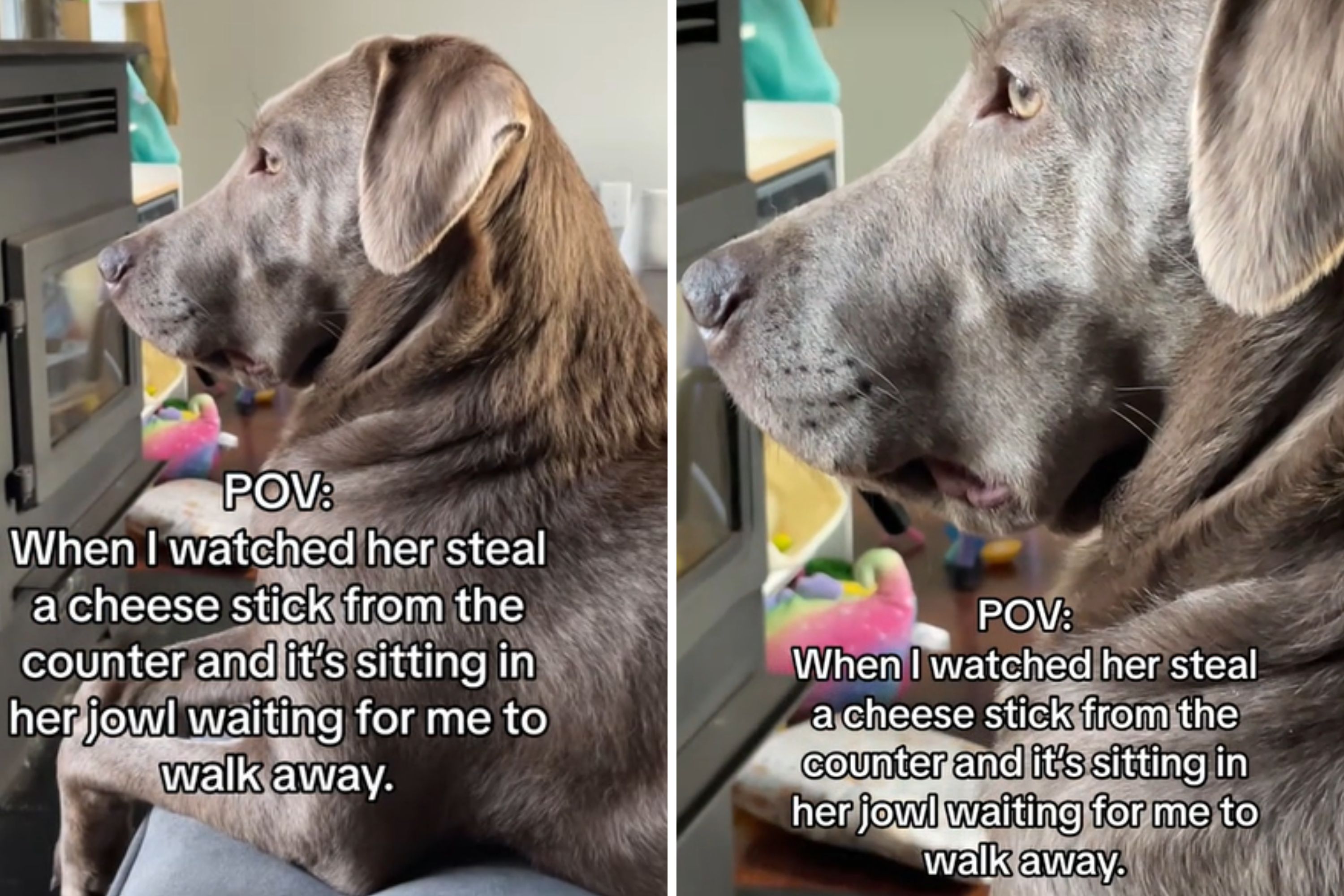 Inconspicuous Labrador Thinks She Fooled Owner by Hiding Cheese in ...