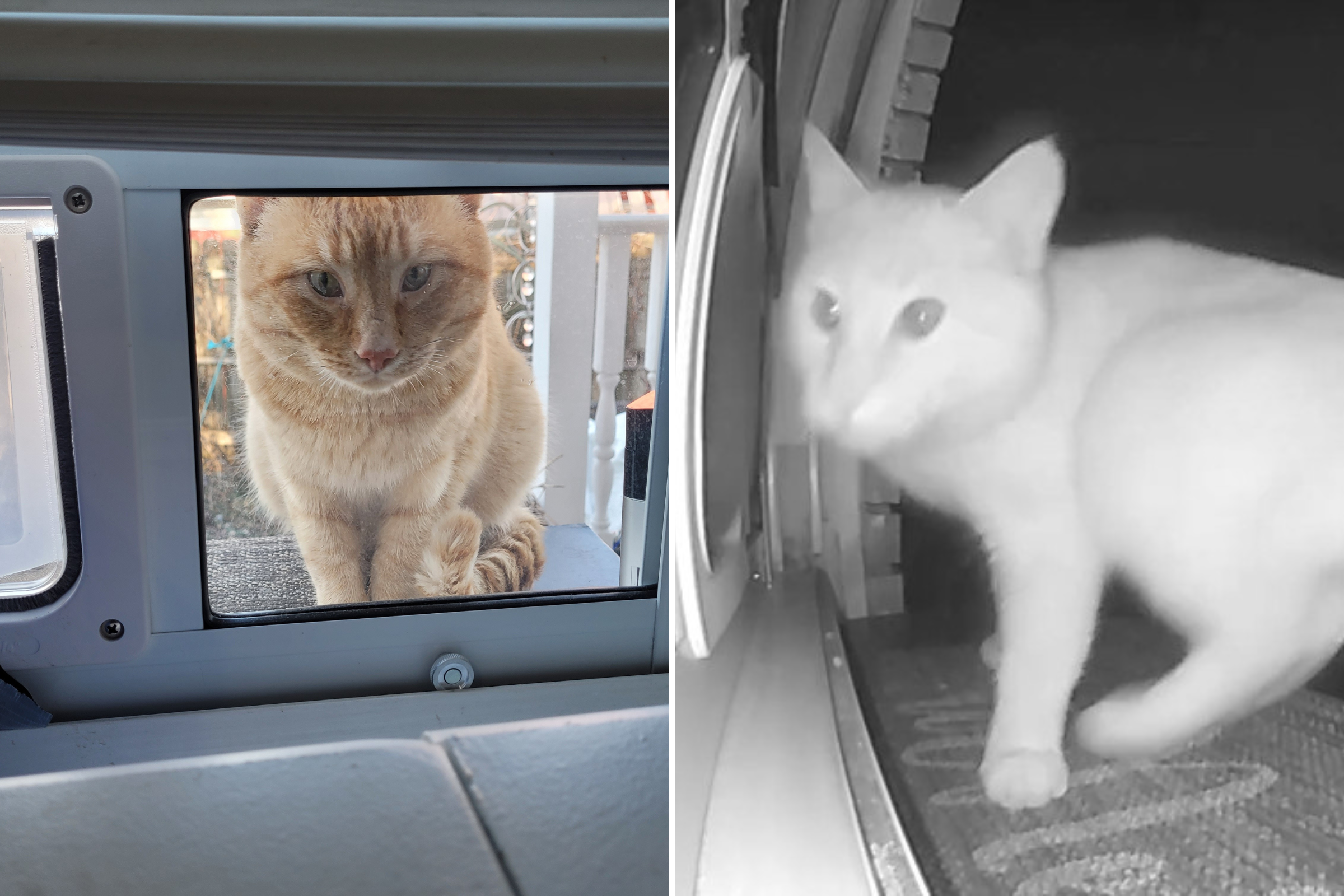 Woman Calls Cat to Come In for the Night but There's Just One Small ...