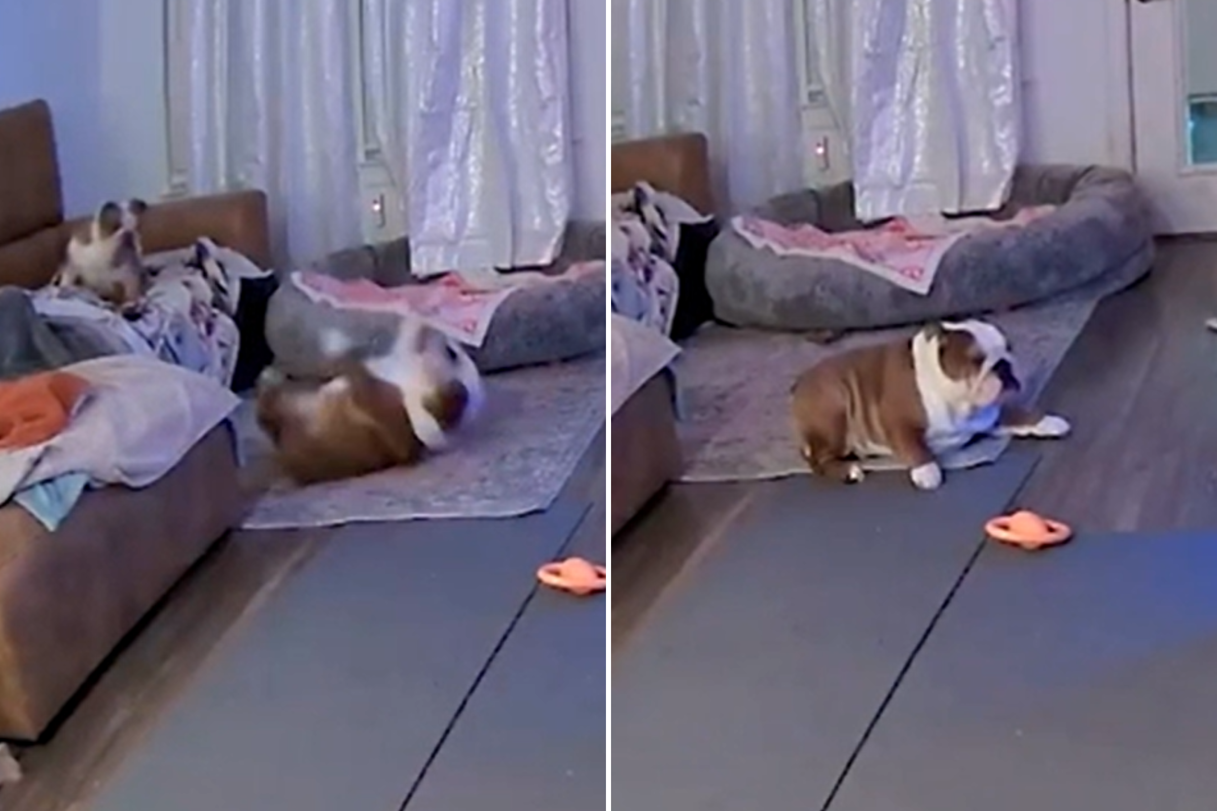Pet Cam Captures How Bulldog Falls Off the Couch, Styles it Out ...