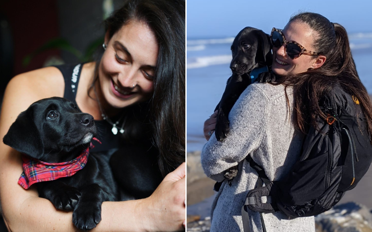 Watch Labrador's Excited Reaction to Hearing Owner Say One Magic Word ...