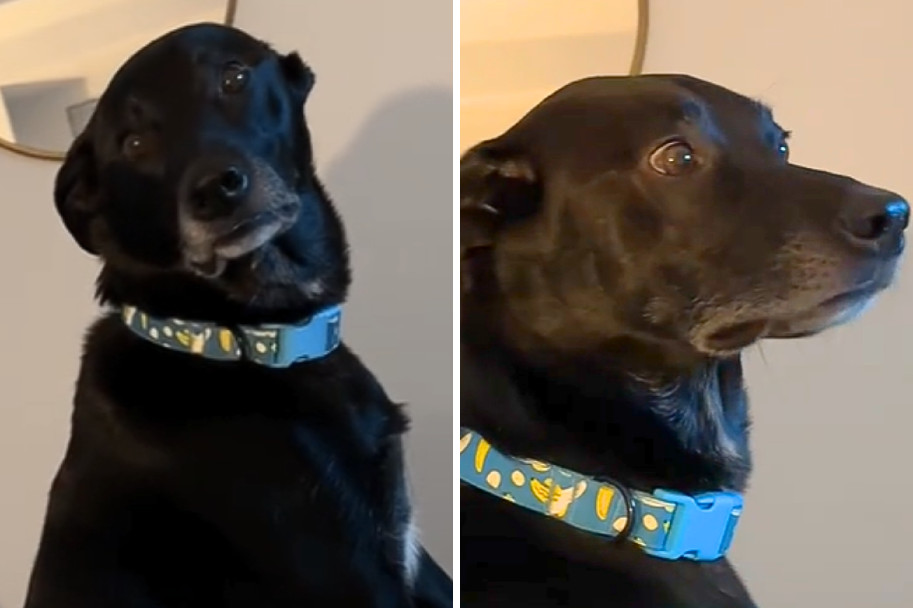 Dog Has Guilt Written All Over His Face As He Realizes 'The Gig Is Up ...