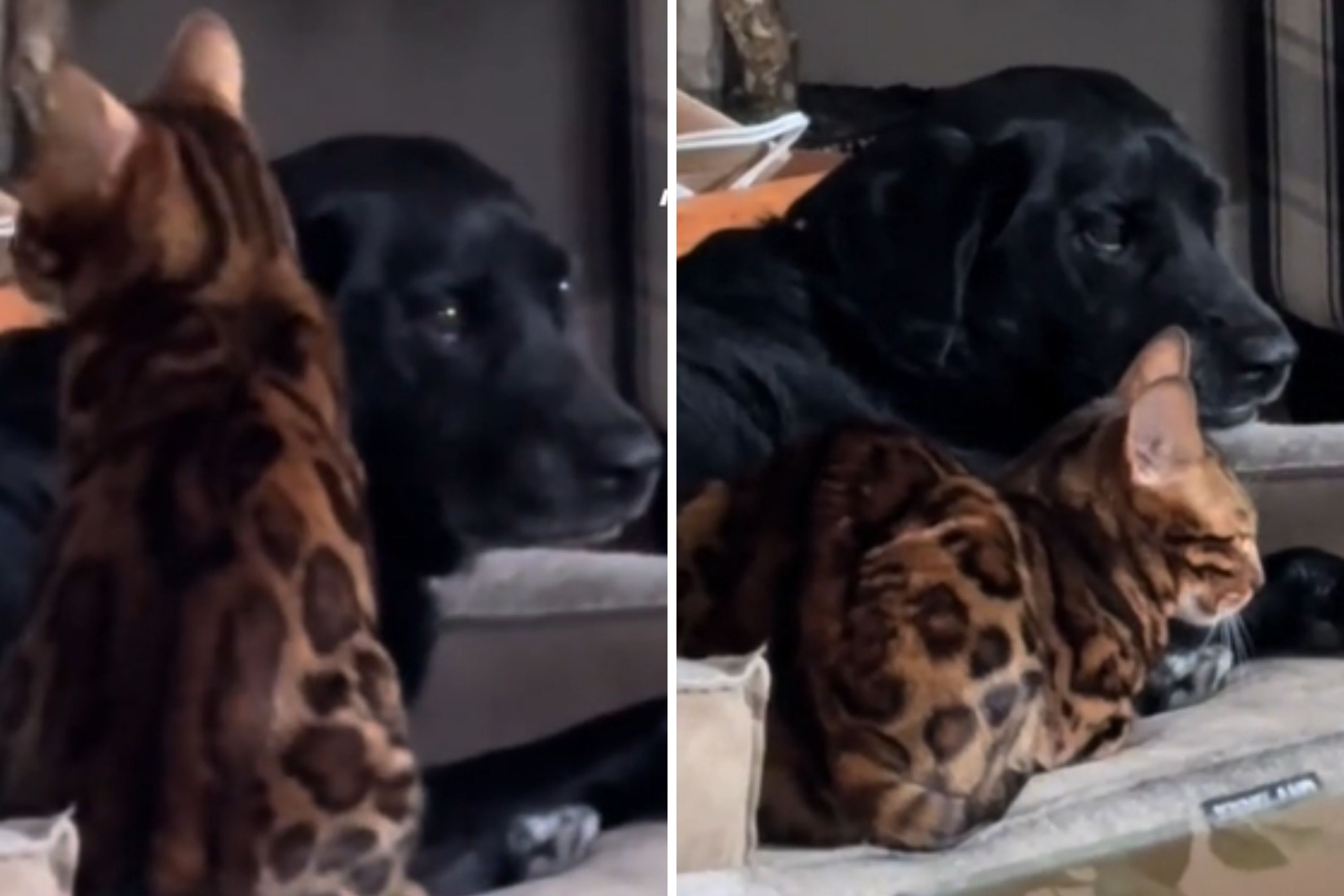 Moment 13-Year-Old Labrador Turns Over New Leaf With Son's Cat - Newsweek