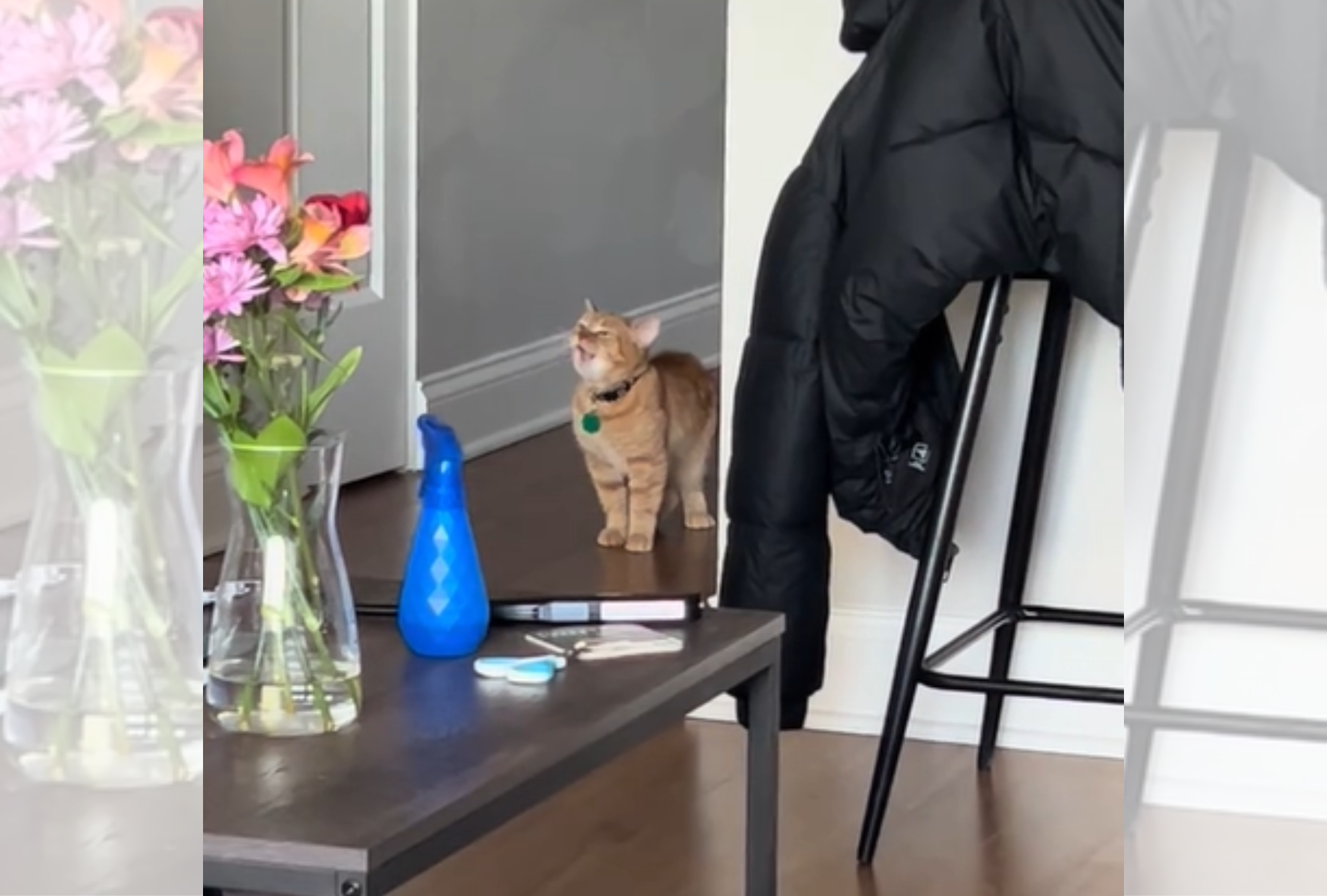 Talkative Orange Cat Who Has Owner Taking 'Detailed Notes' Goes Viral ...