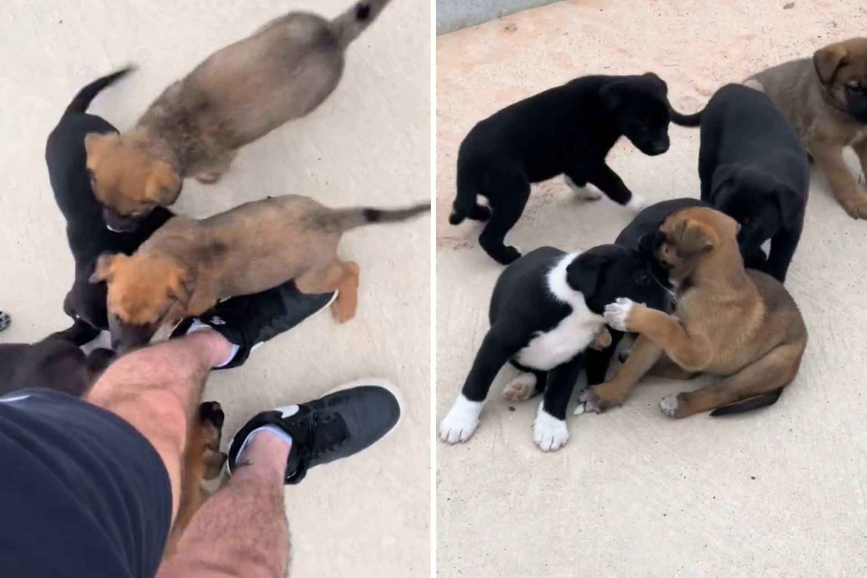 Man Ends Up With 9 Puppies After 'Distribution System' Chooses Him Mid ...