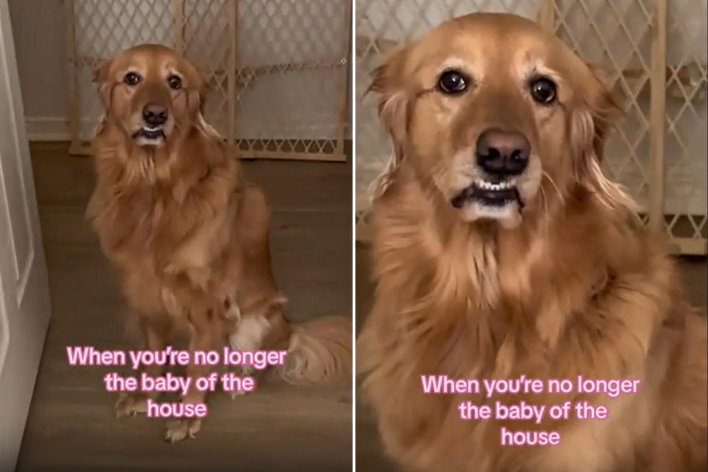 Golden Face Memes