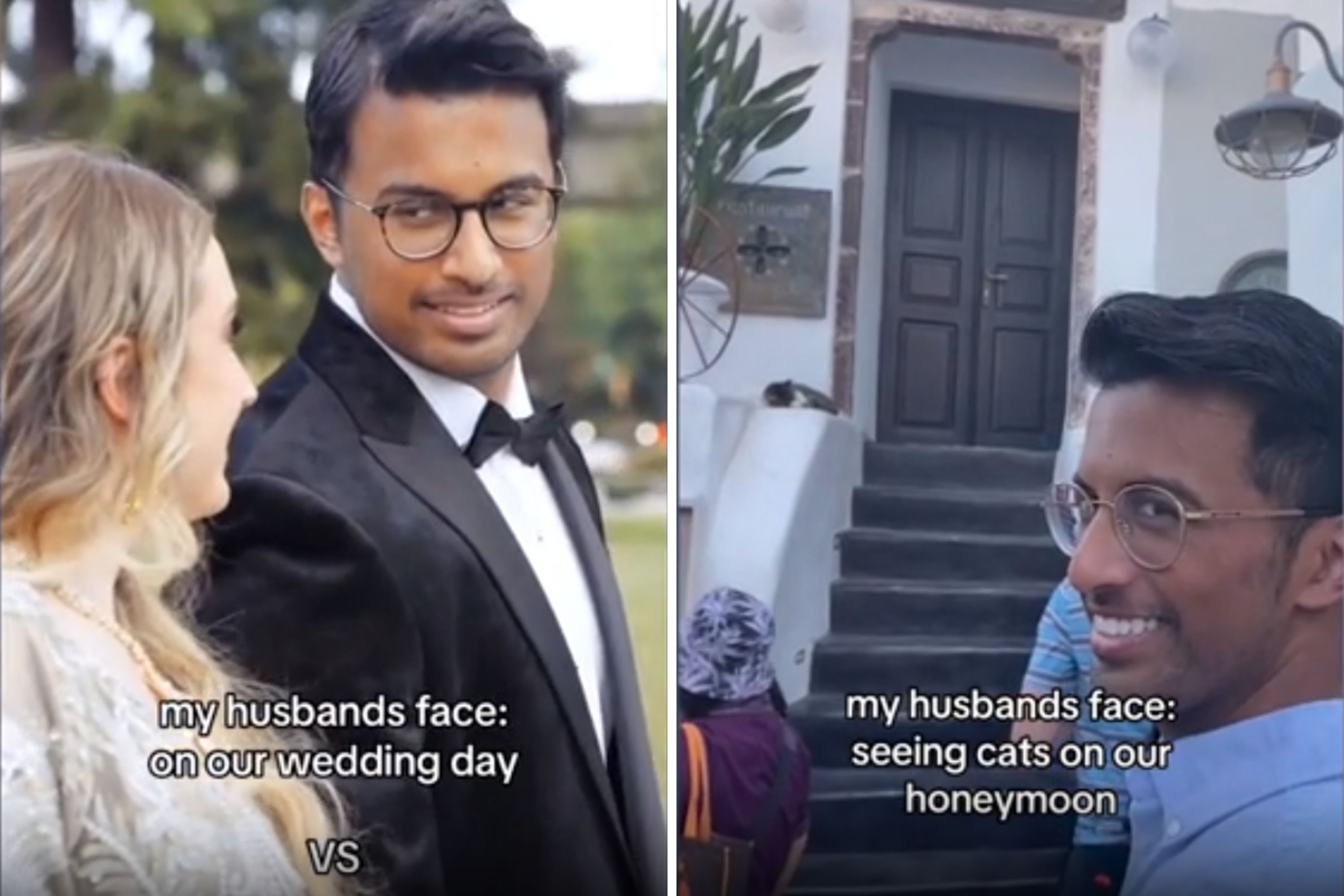 10 Hilarious Cat Memes That Will Make Your Day Emerald Chat