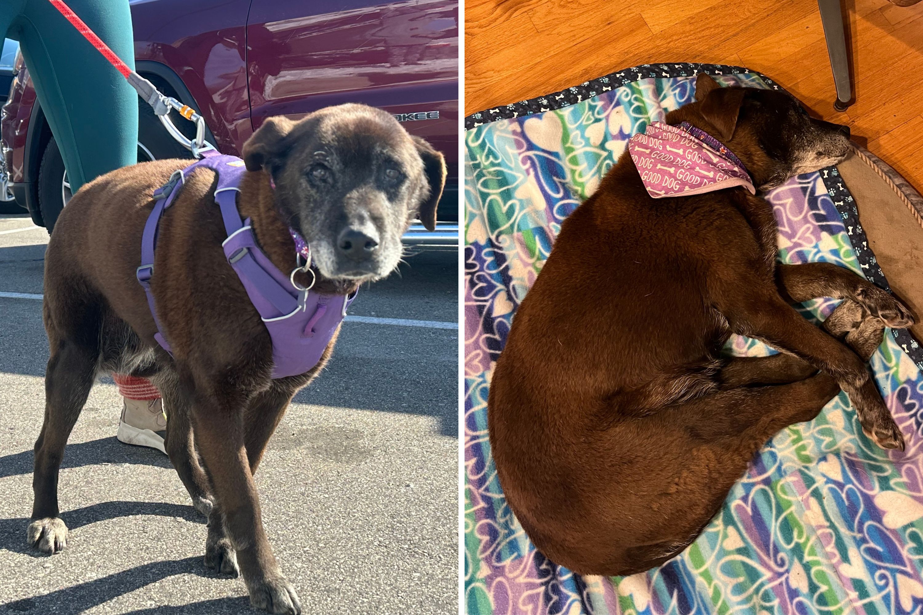 Dog That Spent 11 Years in Shelter Finally Gets Her Happily Ever After ...
