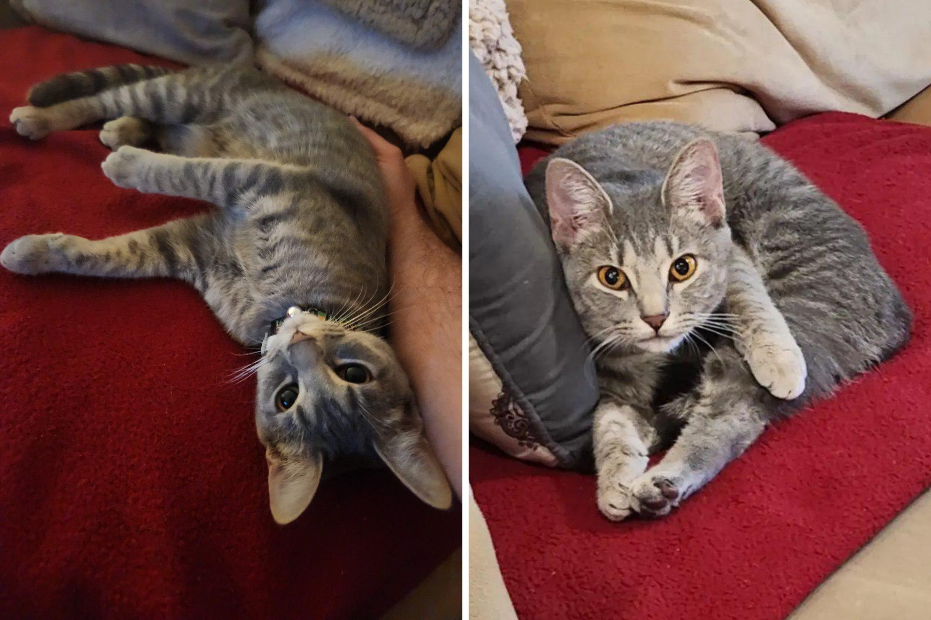 Man Wakes Up and Walks Outside, Is Selected by the Cat Distribution ...