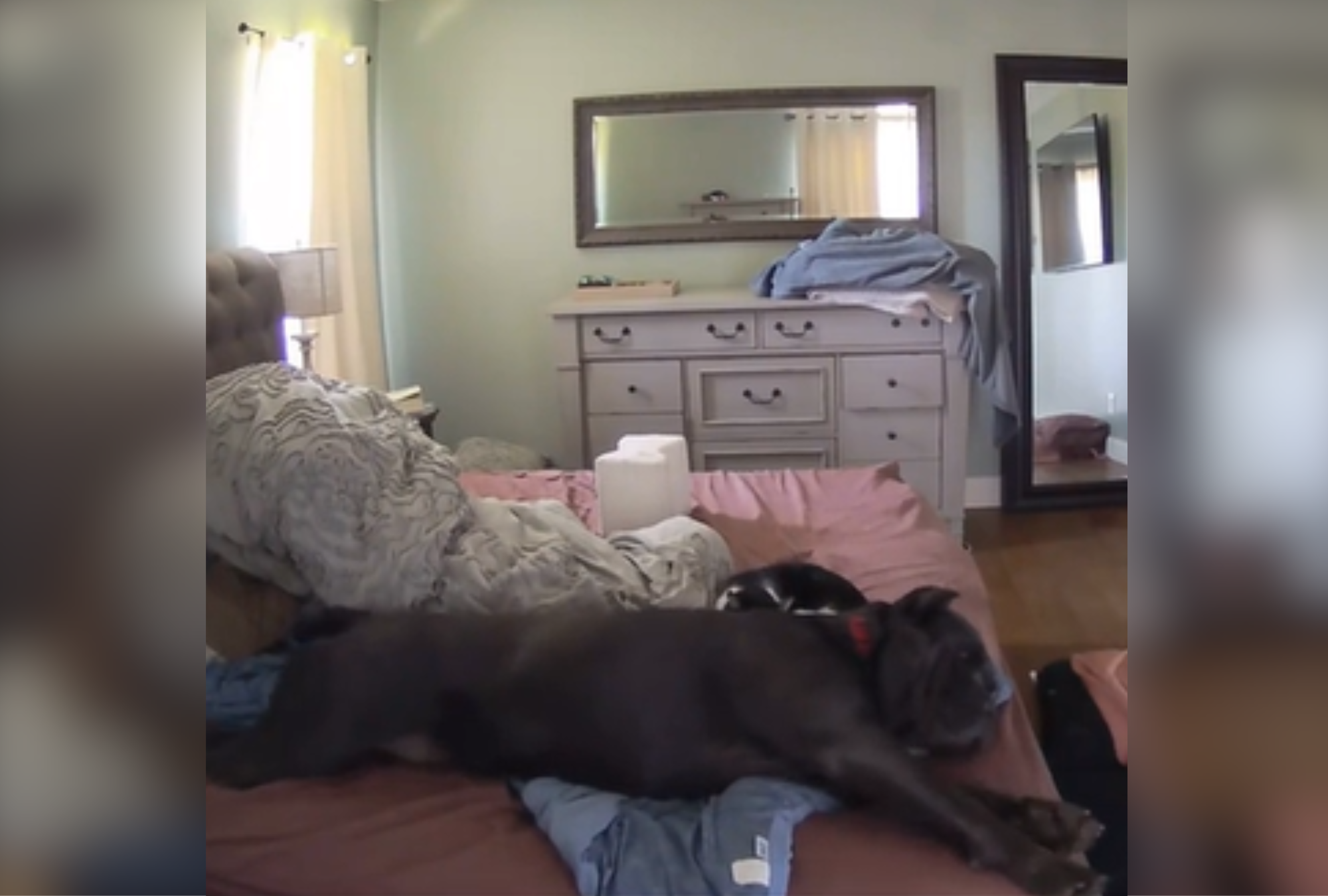 Pet Cam Captures What 130lb Cane Corso Does When Owners Aren't Home ...