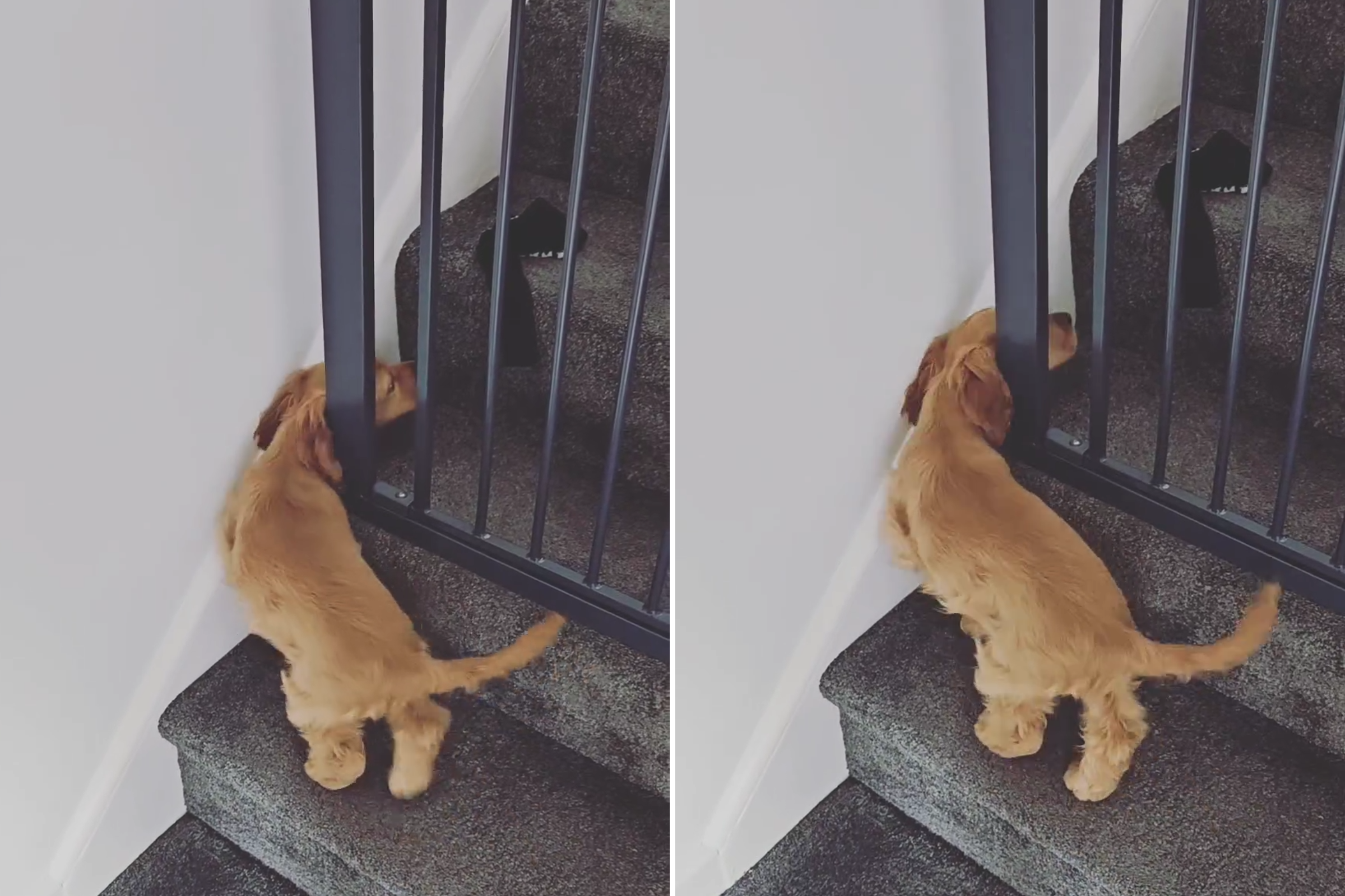Owner Sets Up Camera to Figure Out How Puppy Keeps Escaping Baby Gate ...