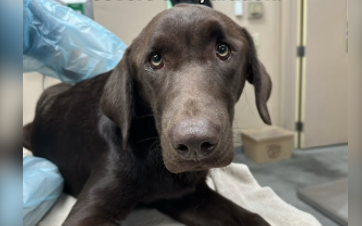 Labrador Found Alone in Woods 'Slowly Dying Without Any Hope in Sight ...