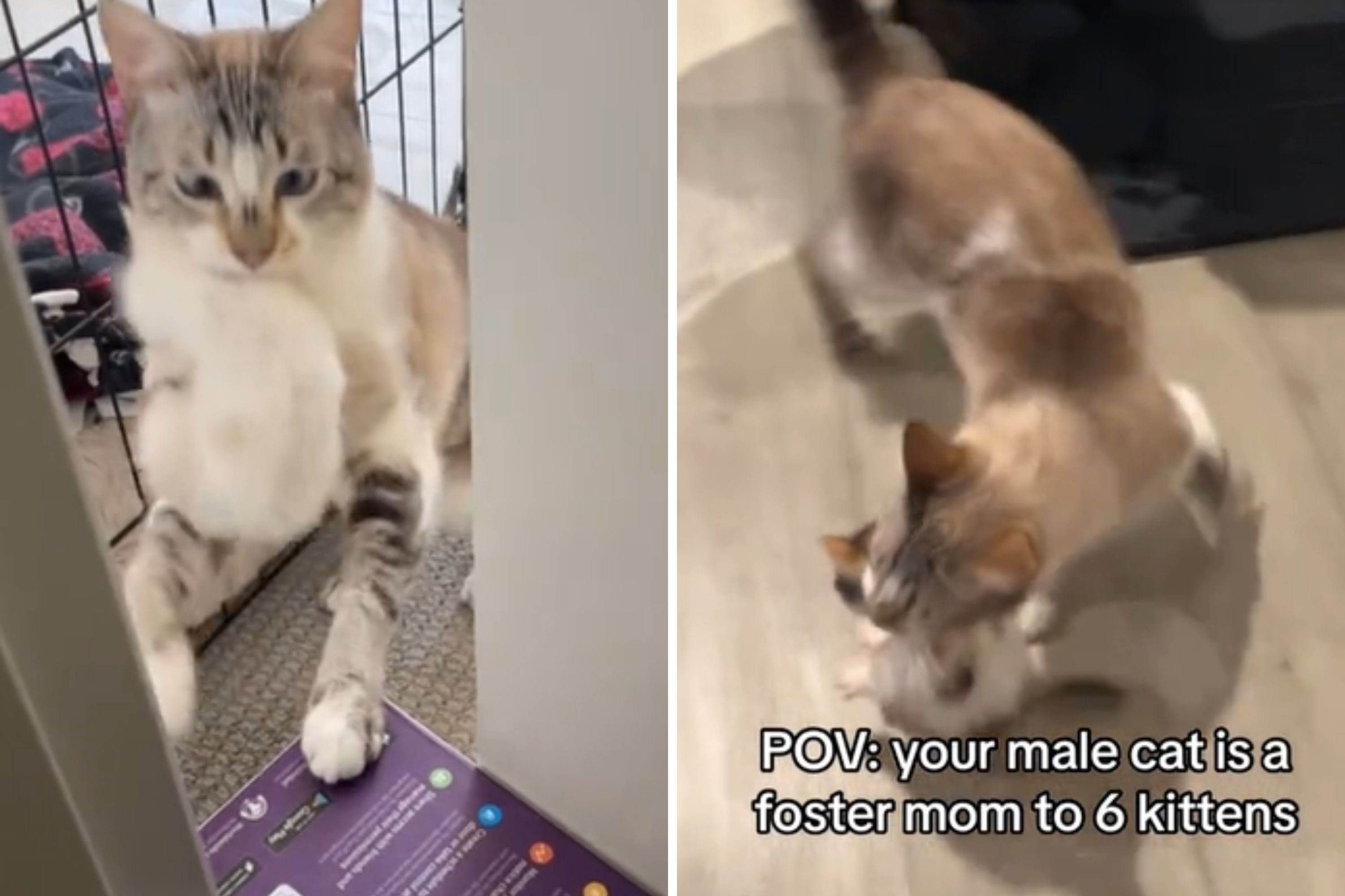 Male Cat Steps Up as 'Foster Mom' for Six Orphaned Kittens - Newsweek
