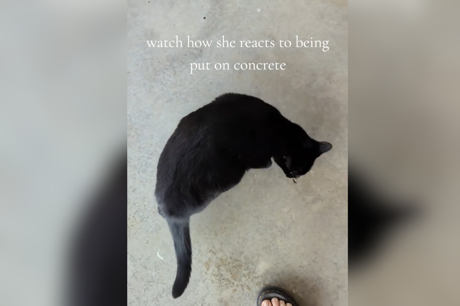 Cat Has Such an Unusual Reaction to Concrete, Owner Decides to Film It ...