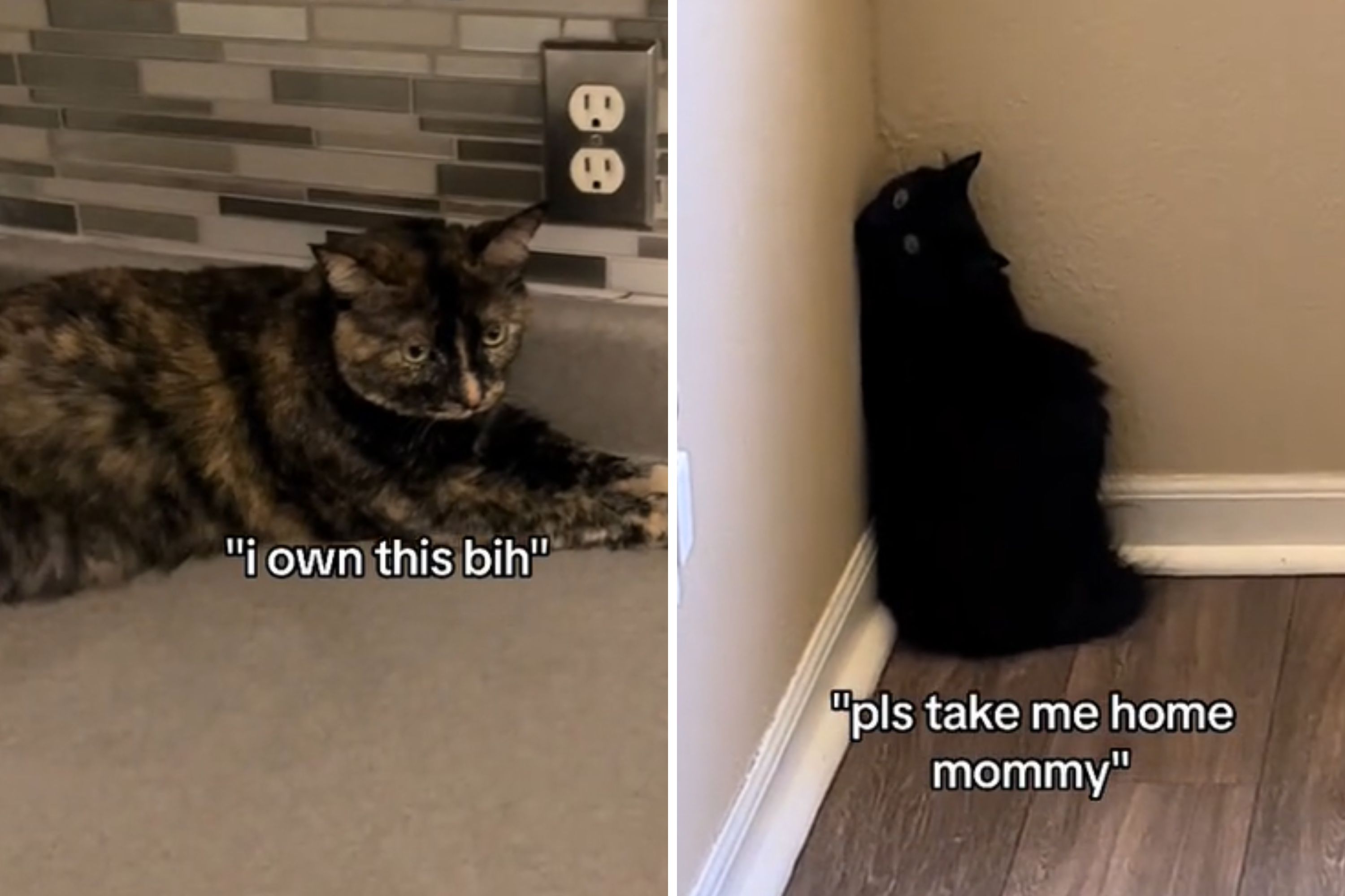 Cat Reaction Memes Cat Reaction Memes Cat Post Imgur