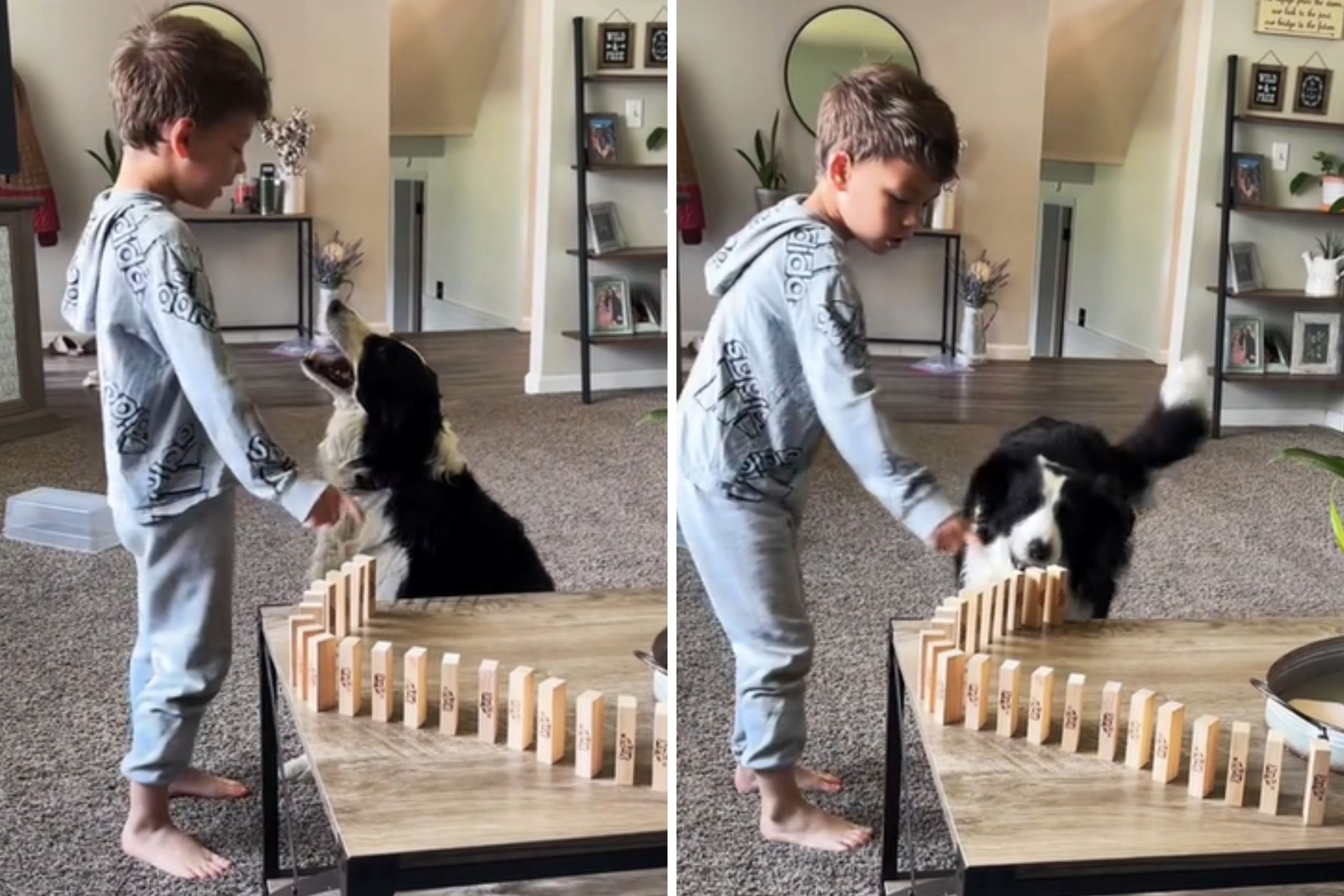 Little Boy Attempting To Teach His Dog To Knock Over Dominoes Melts ...