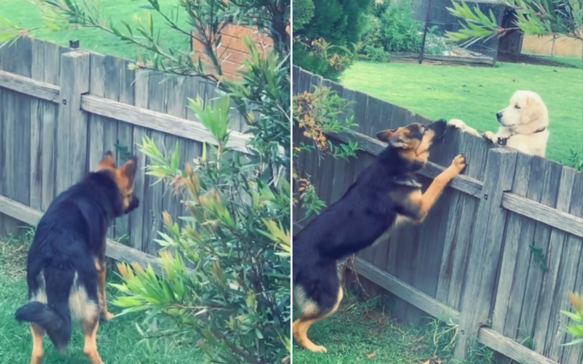 Moment Dog Finds 'New Best Friend' in the Best Possible Place - Newsweek