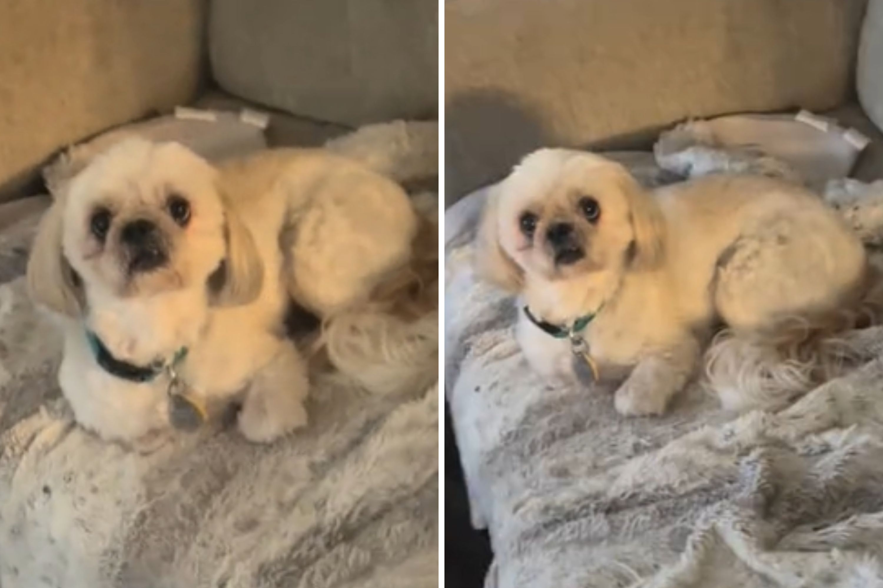 Owner Heading Out on Friday Night Gets Judged by Dog: 'Appalled' - Newsweek