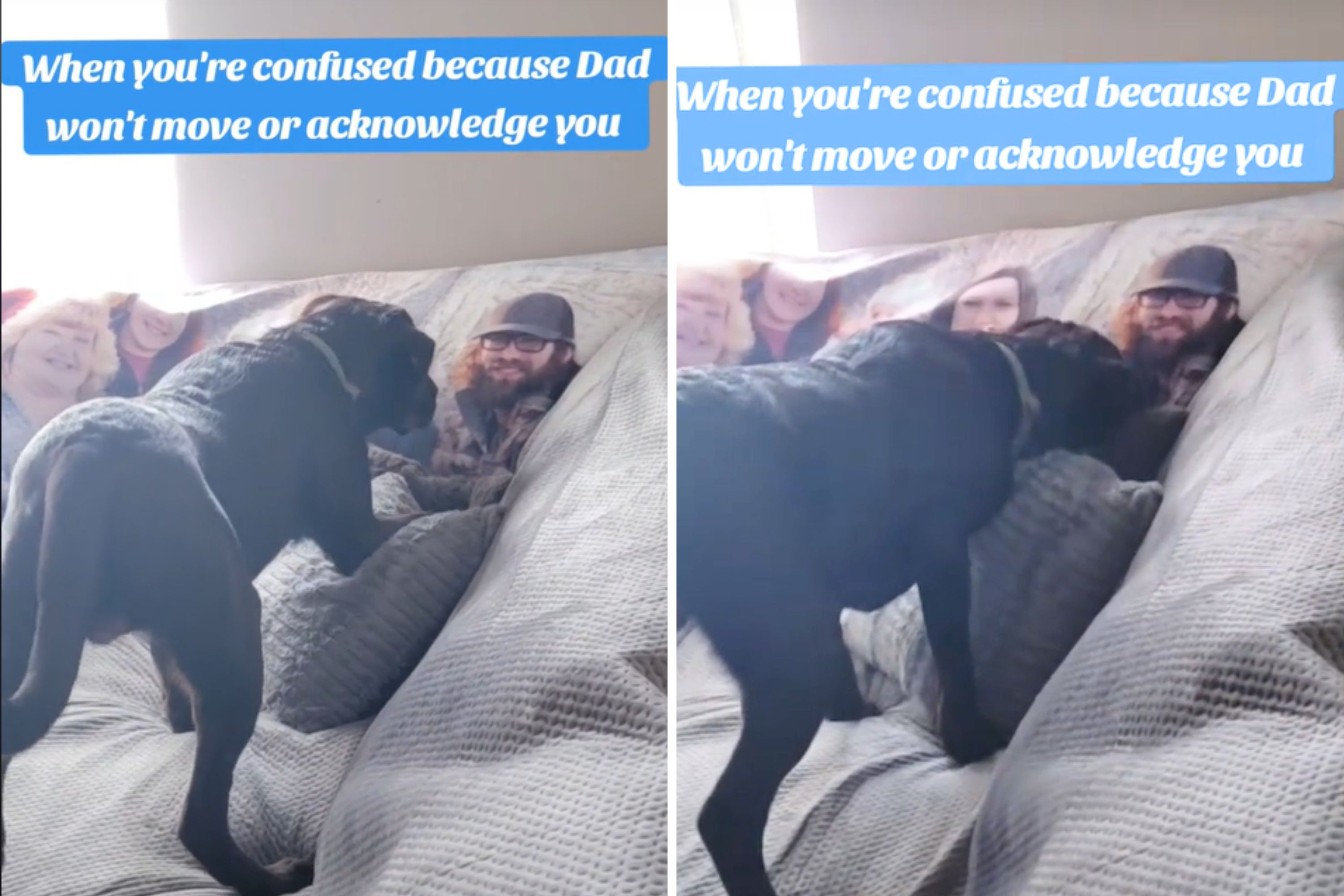 Laughter as Dog 'Confused' Over Why Photo of Dad Won't Acknowledge Him ...