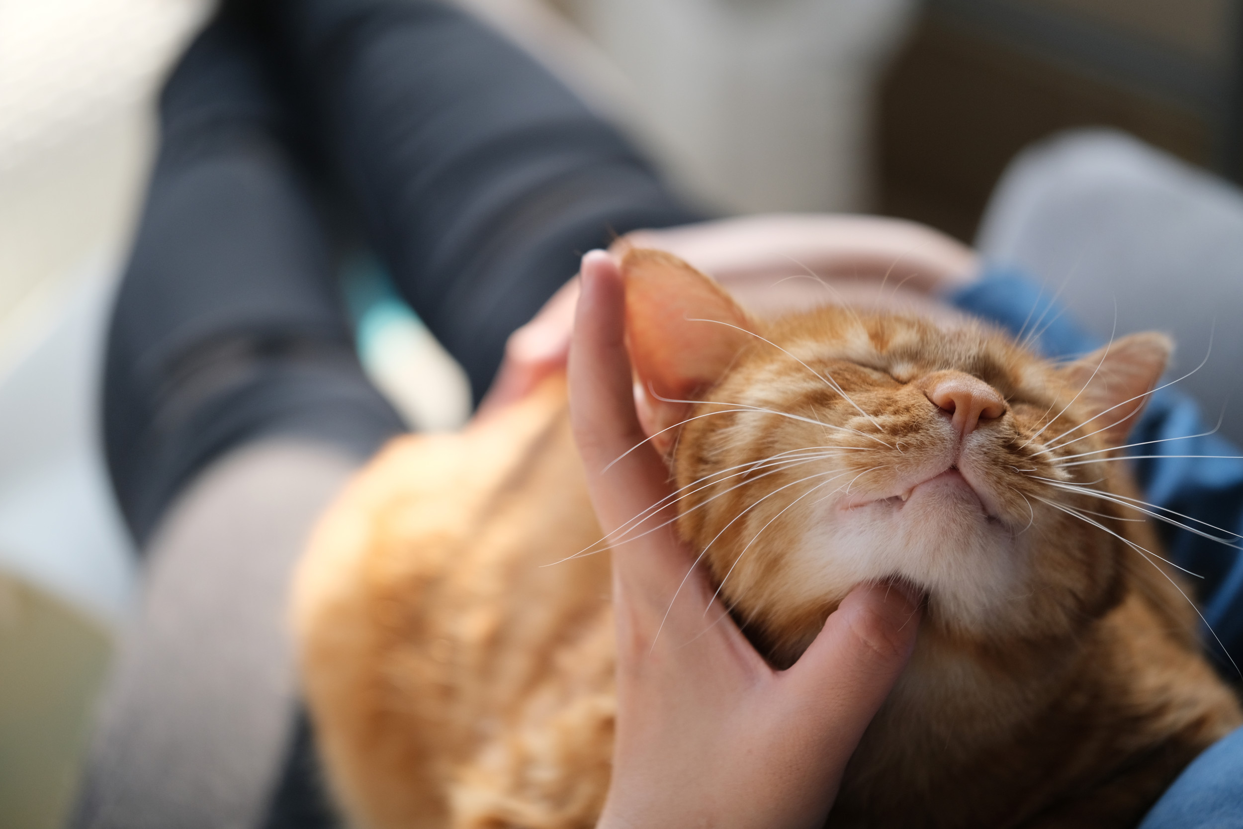 Cat's Hilarious Reaction to Back Scratches Goes Viral—'His Vocals ...