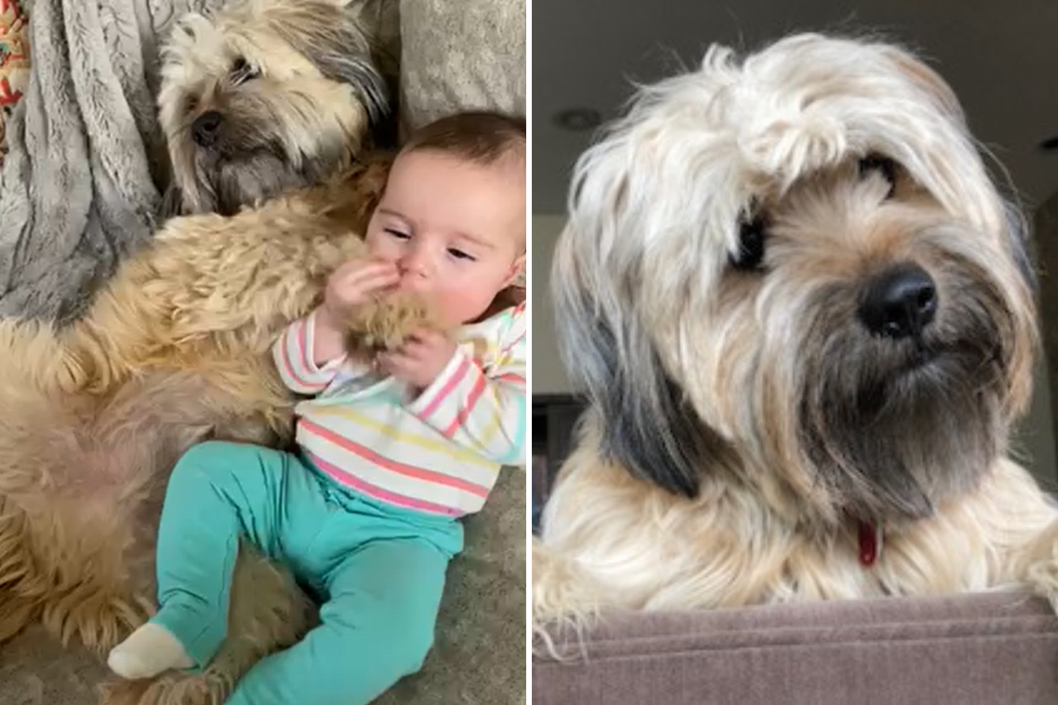 Dog Who Loves To Snuggle With Owner's Grandbaby Wins Pet of the Week ...