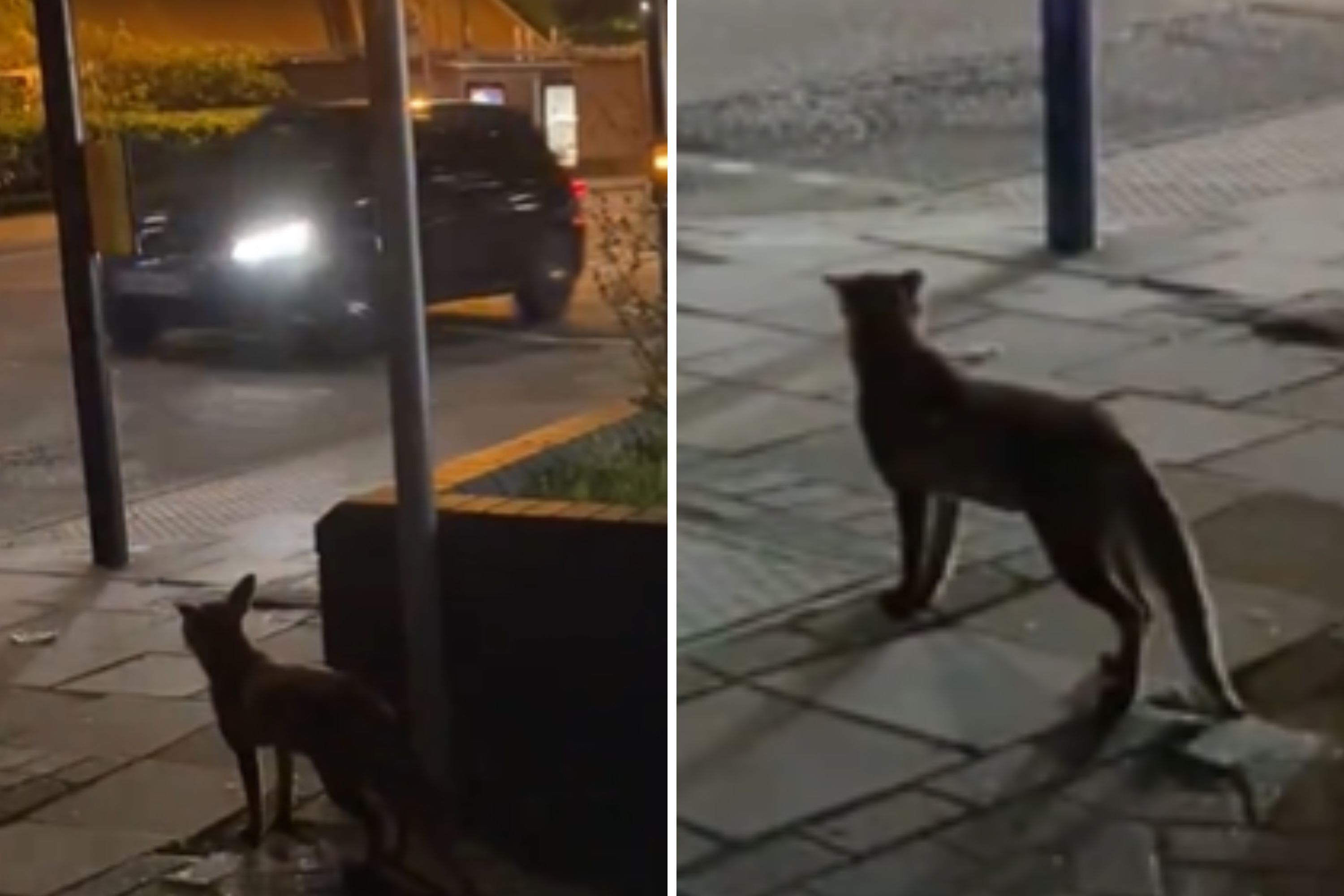 Man Sees Fox Trying to Cross Road With Heavy Traffic, Knows What He Has ...