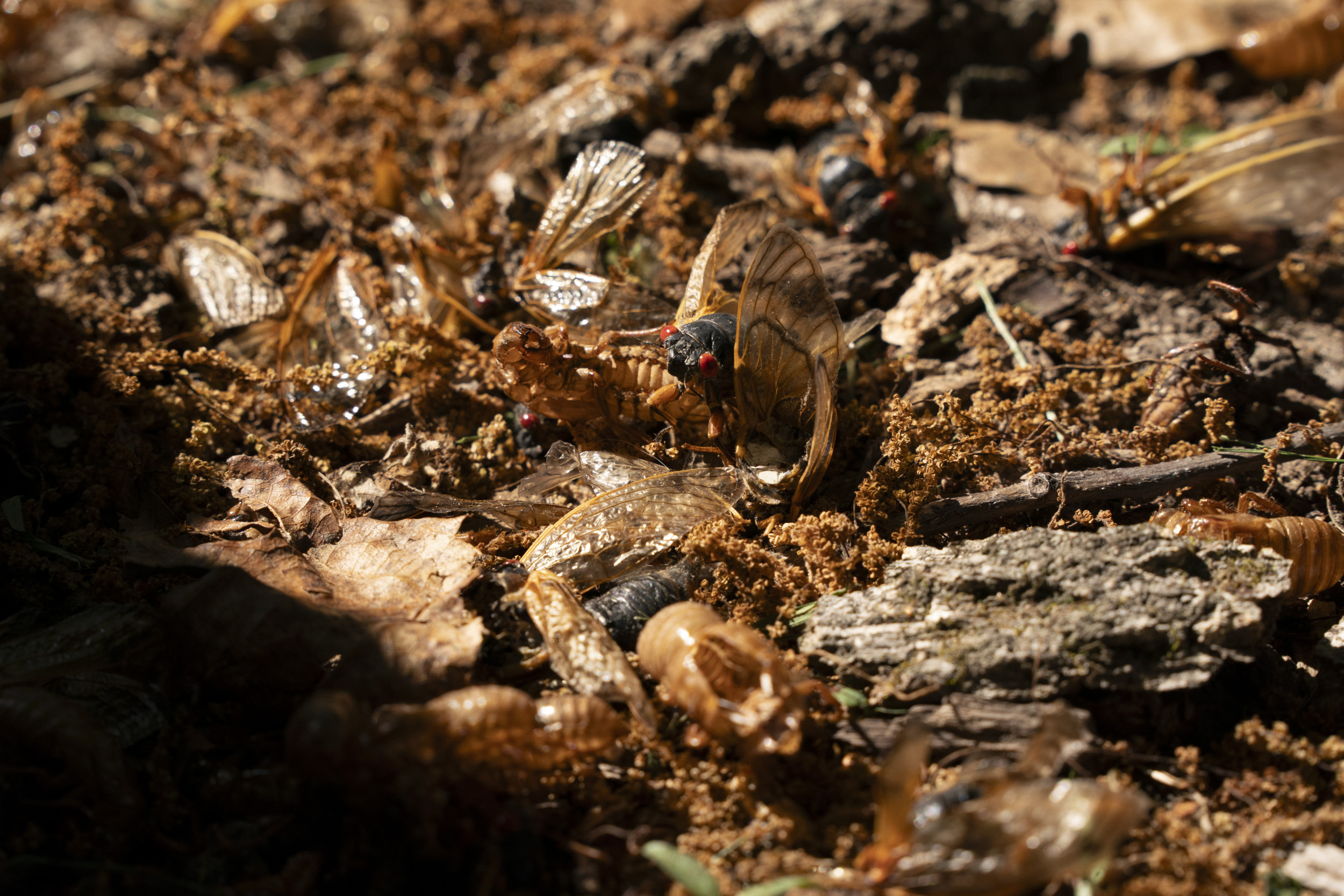 Videos Show Cicadas Swarm Across Central US - Newsweek